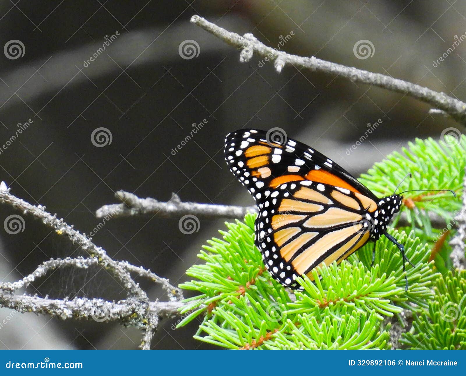 Monarch Lands on Pine Branch at Dusk in NYS Stock Photo - Image of ...