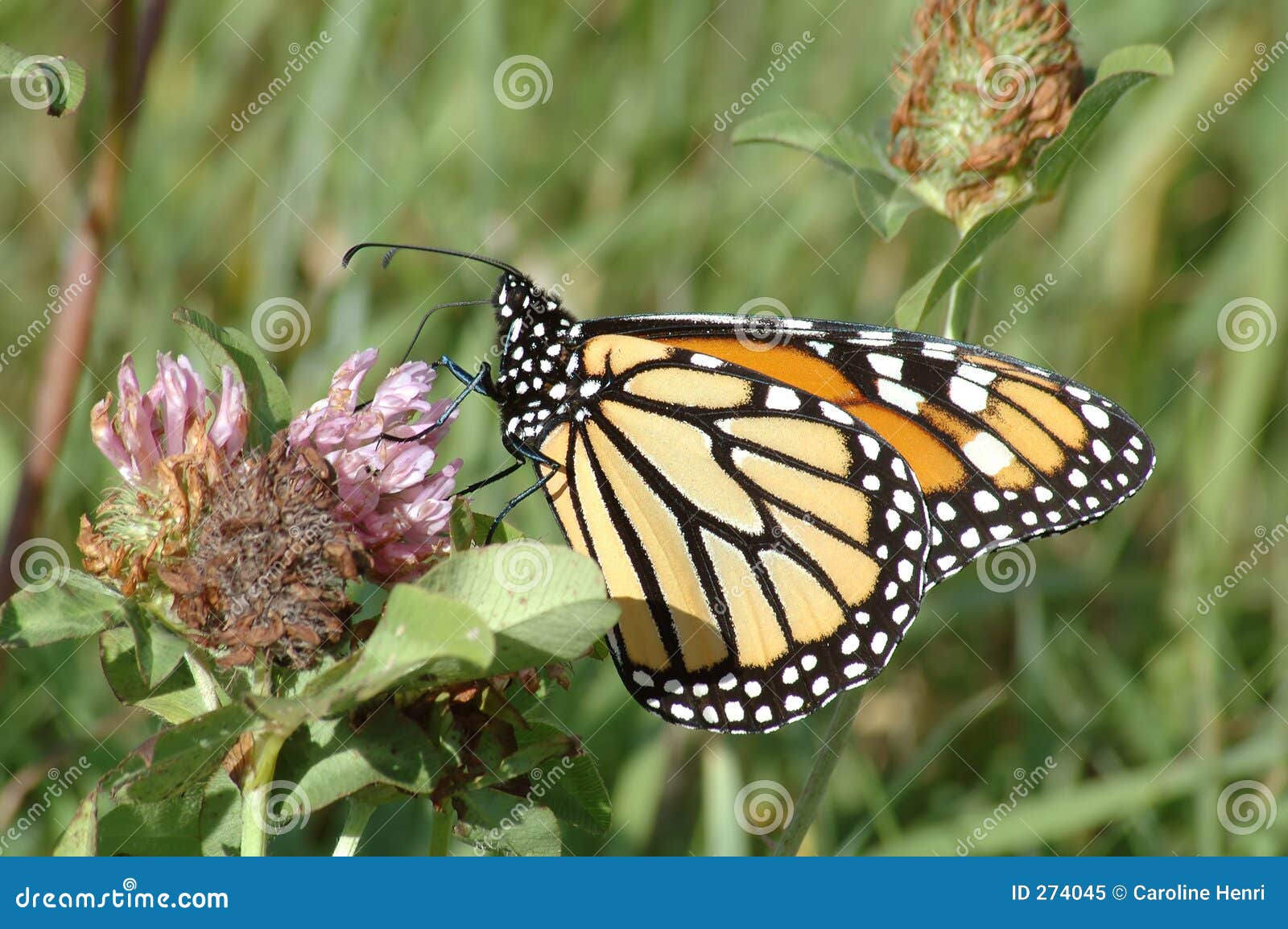 Monarch on lavender flower stock image. Image of butterfly - 274045
