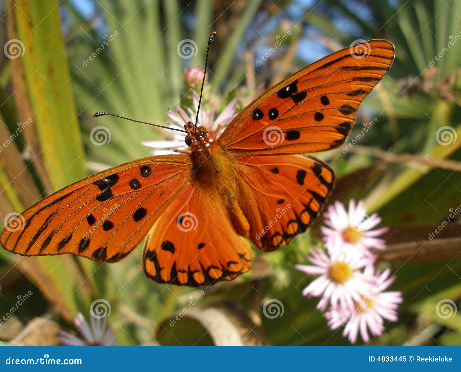 Monarch Migration stock image. Image of monarch, beach - 4033445
