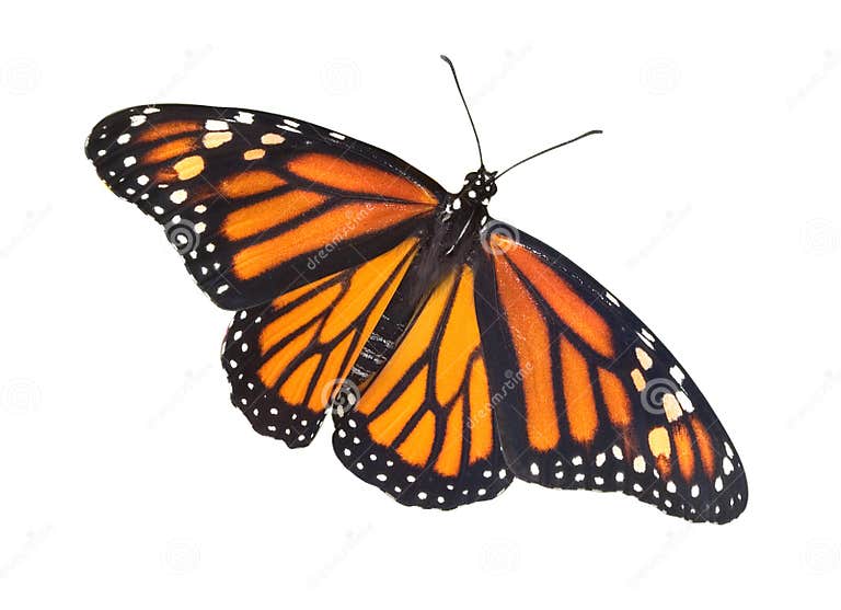 Monarch with open wings stock photo. Image of arthropod - 3918664