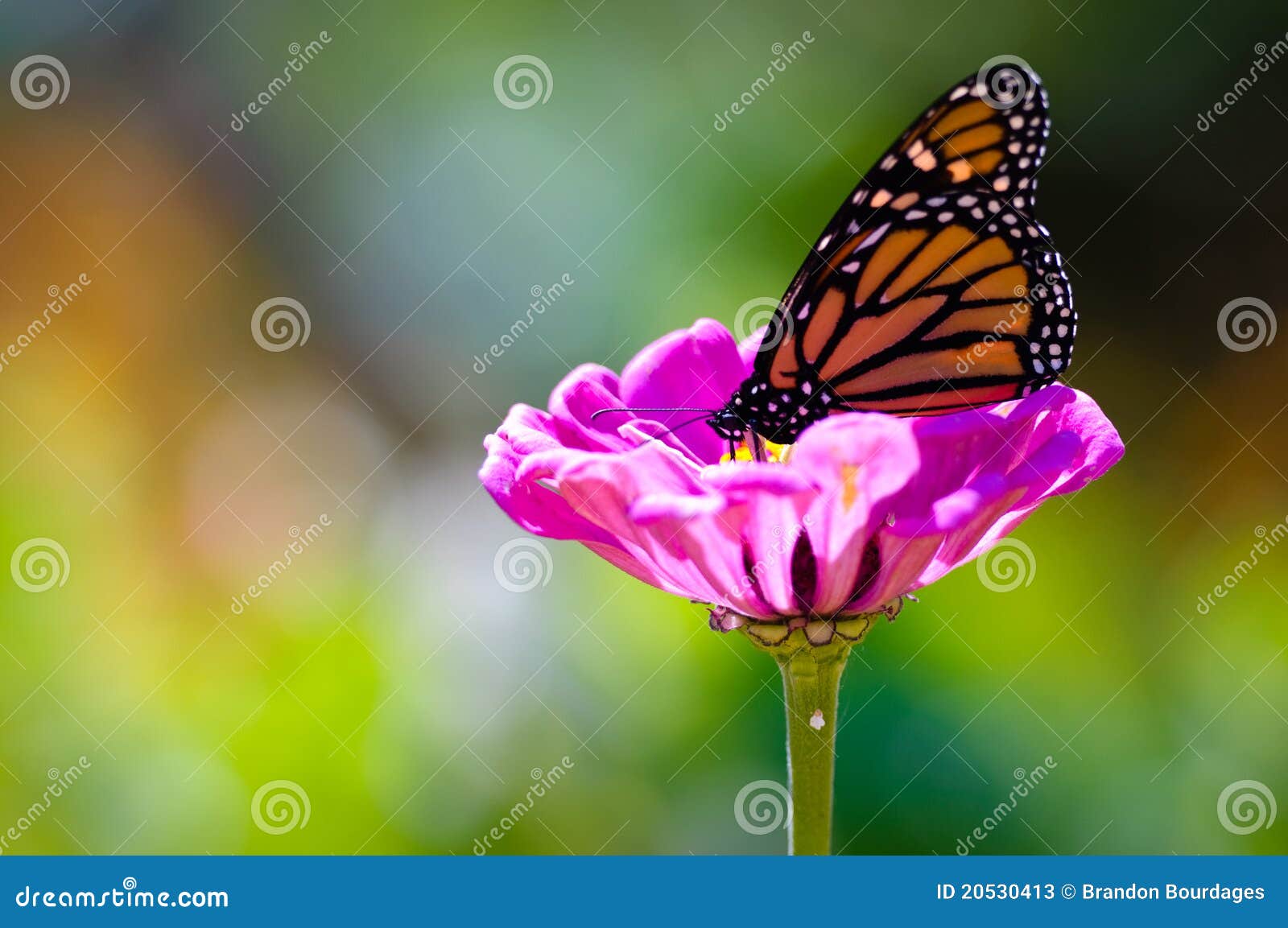 Monarch on Purple Flower stock image. Image of green - 20530413