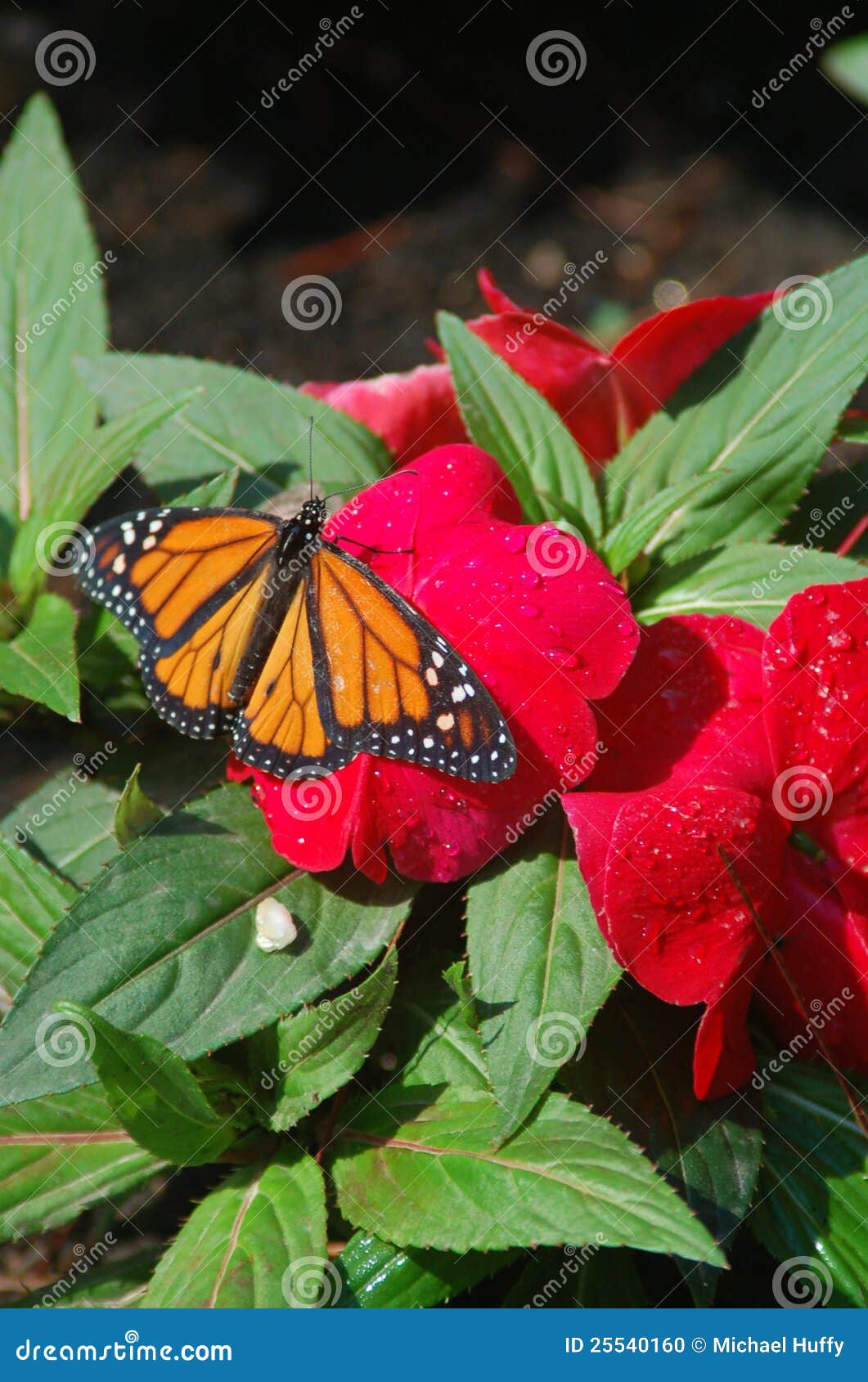 Monarch Red Flower stock photo. Image of pollinating - 25540160