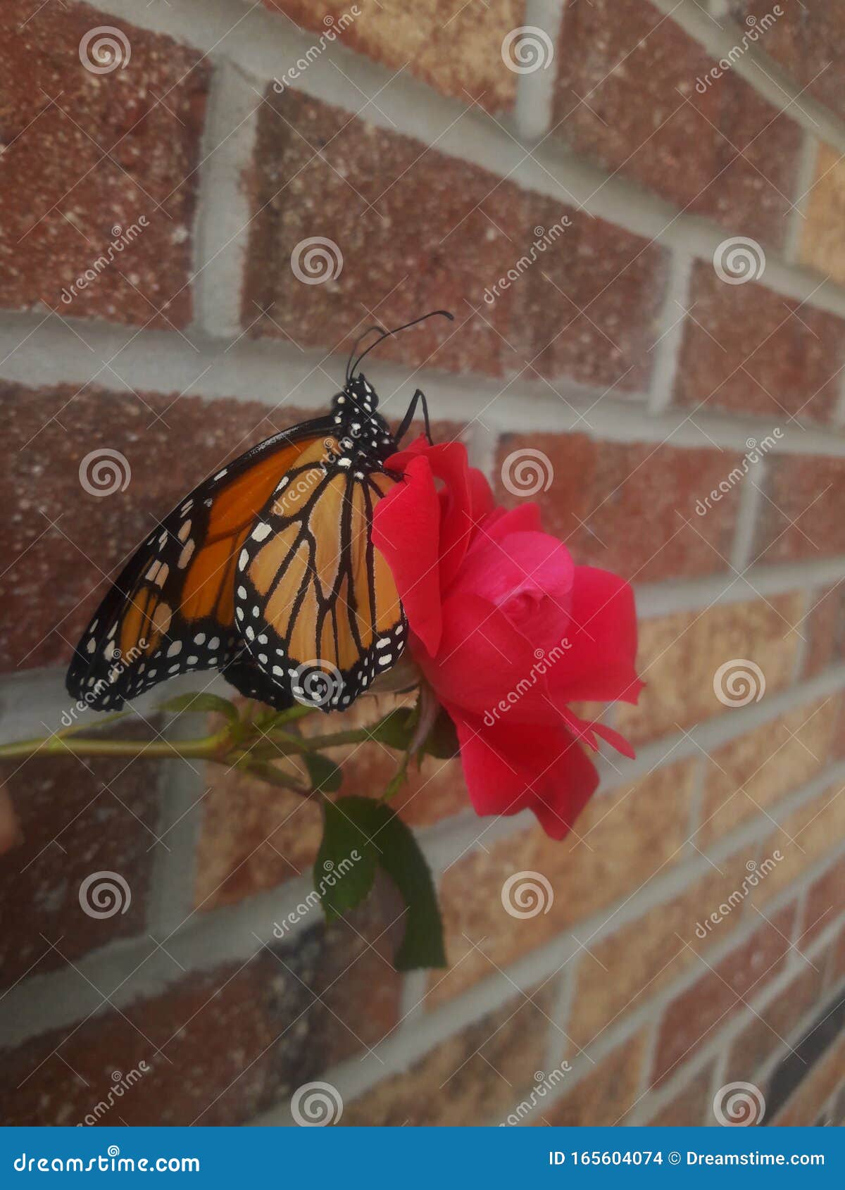 Monarch Red Rose Brick Beautiful Stock Photo - Image of brick ...