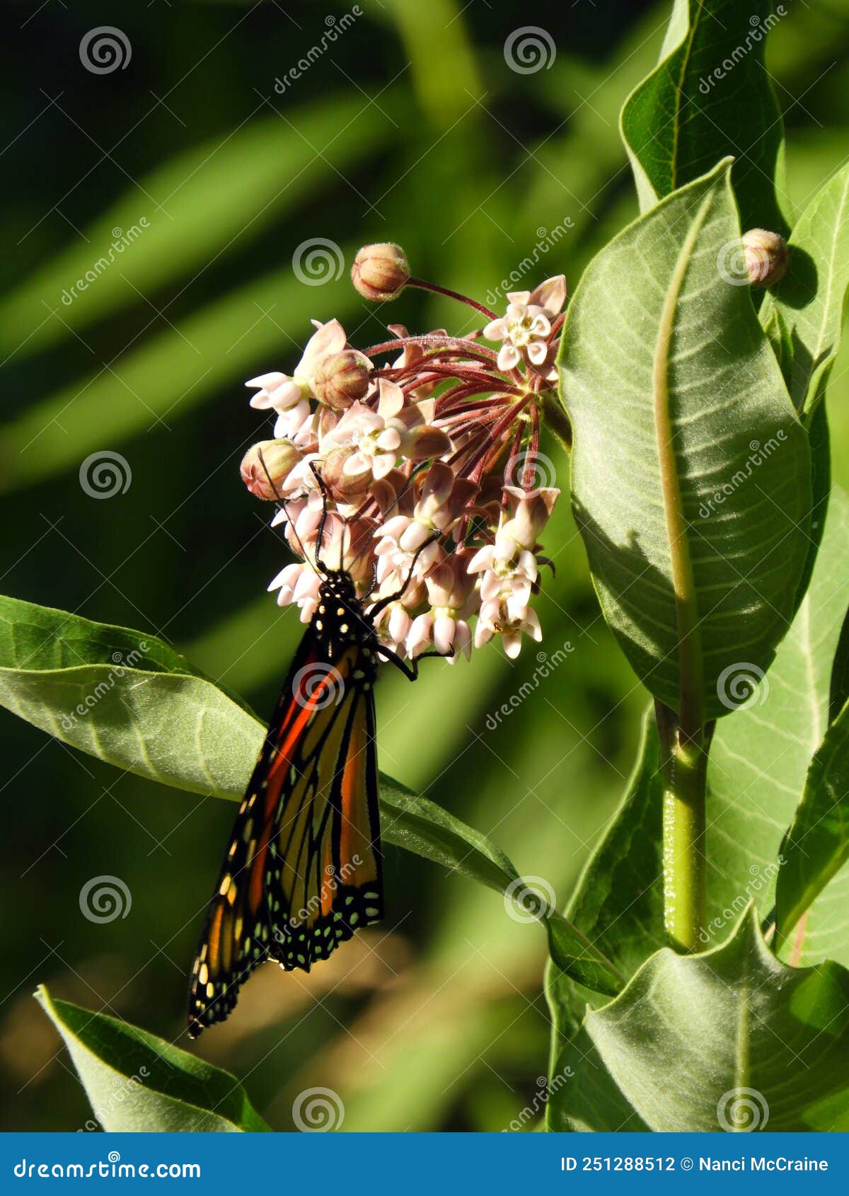 Monarch Butterfly with Wings Closed while Feeding Stock Photo - Image ...