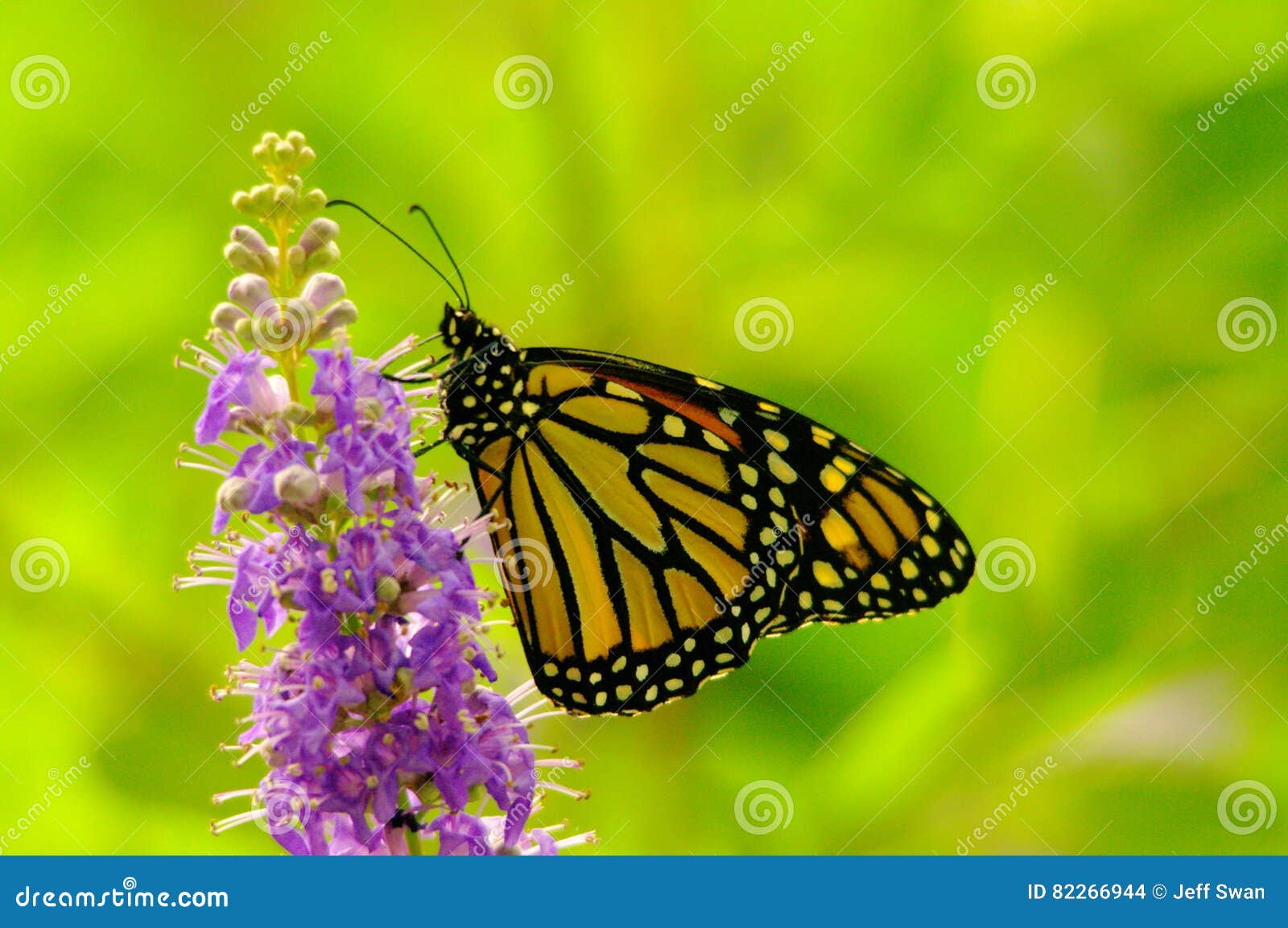 A monarch stock photo. Image of butterfly, insect, stem - 82266944