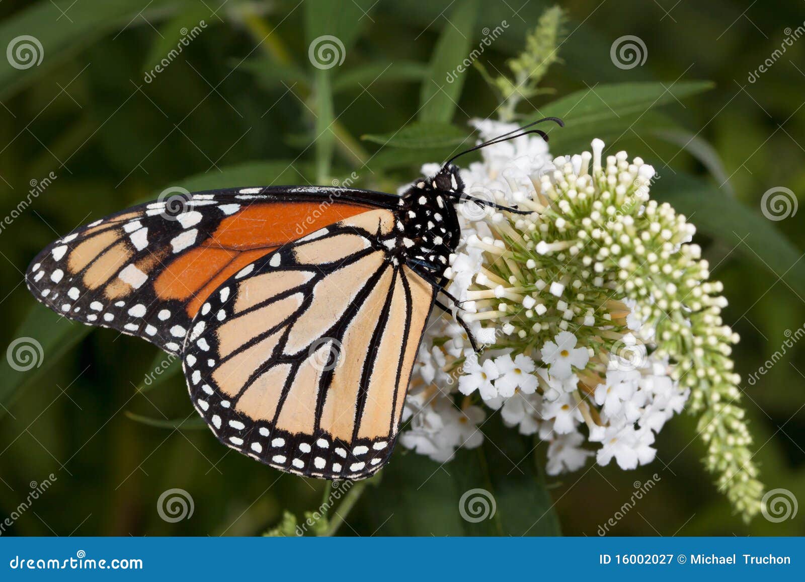 Monarch Sips Nectar from Butterfly Bush Stock Image - Image of insect ...