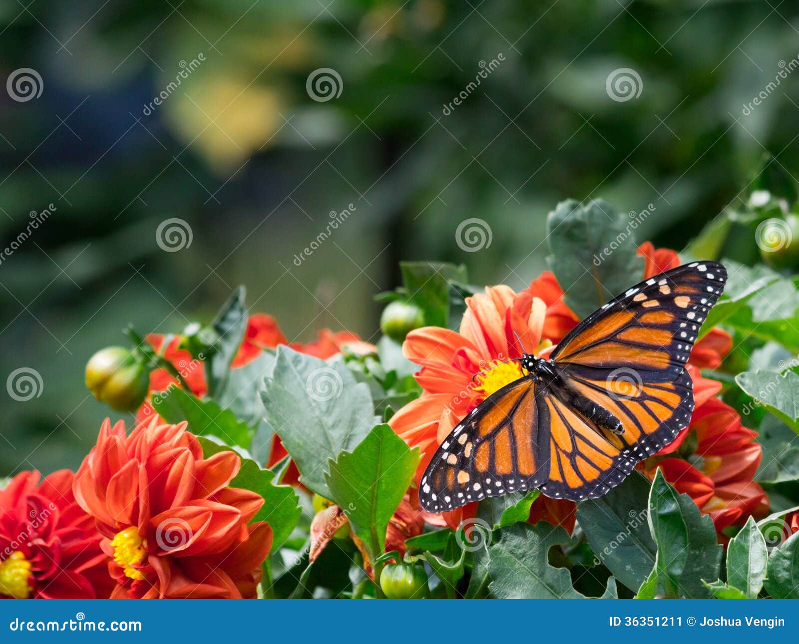 Monarch in Spring stock image. Image of plexippus, flower - 36351211