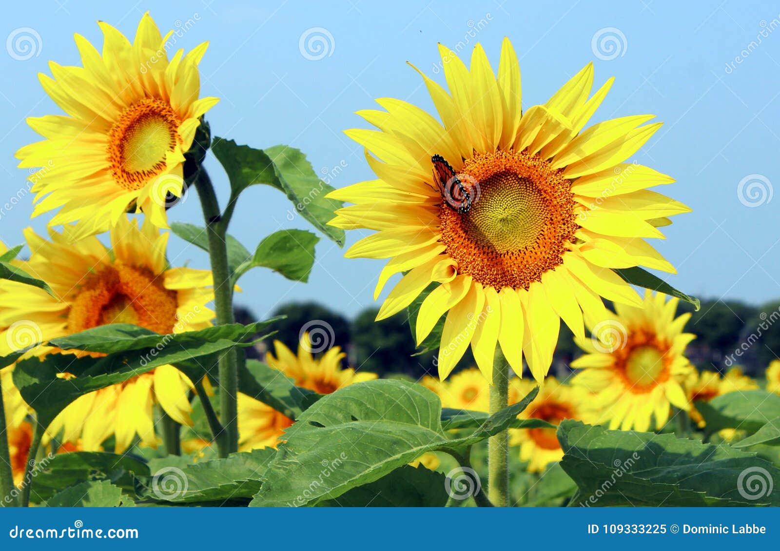 Monarch on Sunflower stock image. Image of canada, nature - 109333225