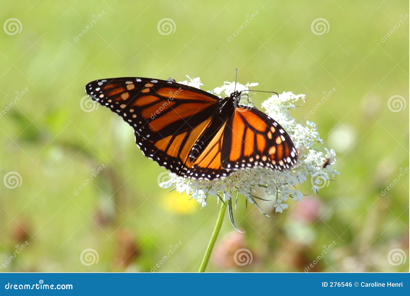 Monarch on white flower stock photo. Image of butterfly - 276546