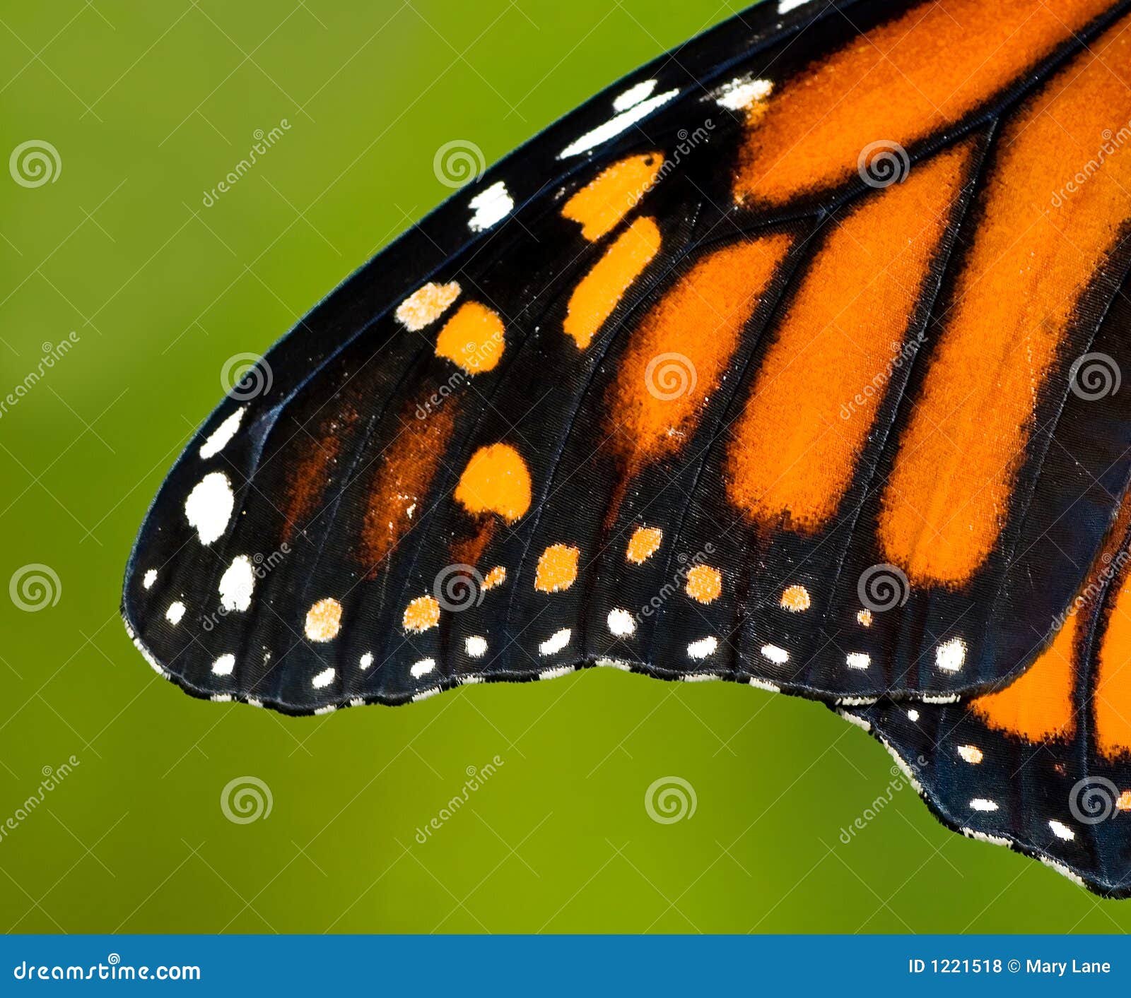 Monarch Wing stock photo. Image of monarch, delicate, nature - 1221518