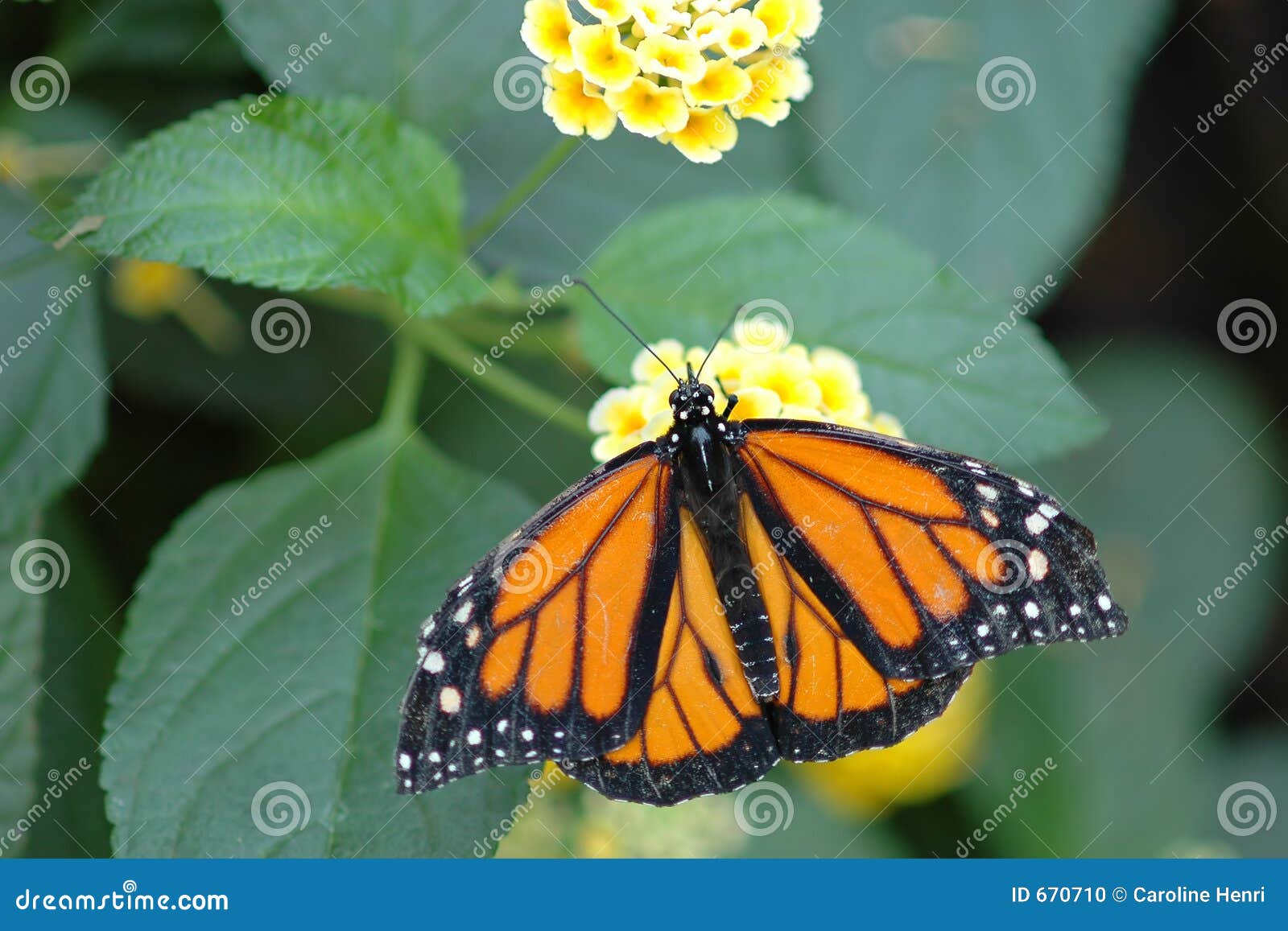 Monarch on Yellow Flowers 2 Stock Photo - Image of tree, flower: 670710