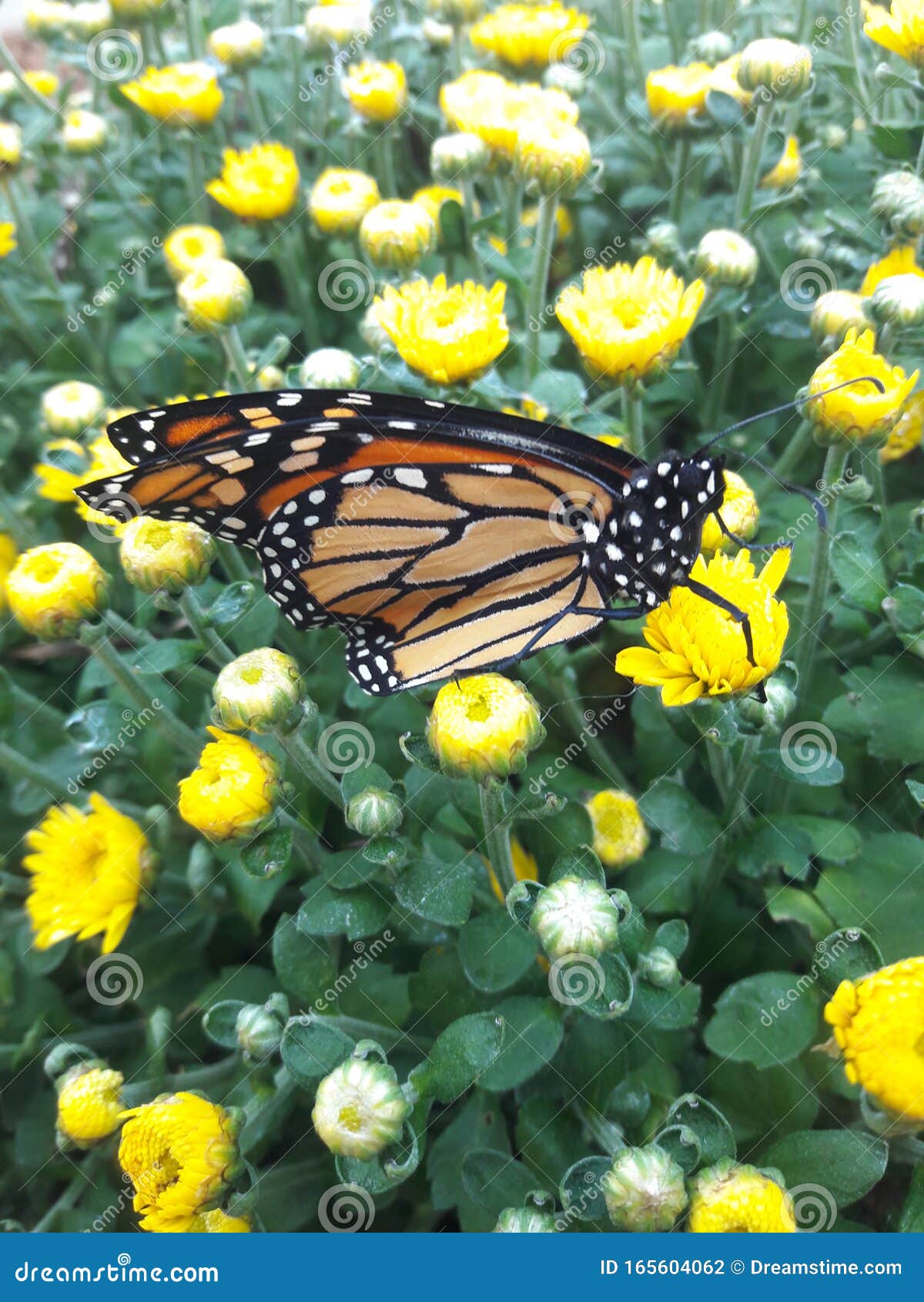Monarch Yellow Mum Fall Butterfly Stock Photo - Image of monarch ...