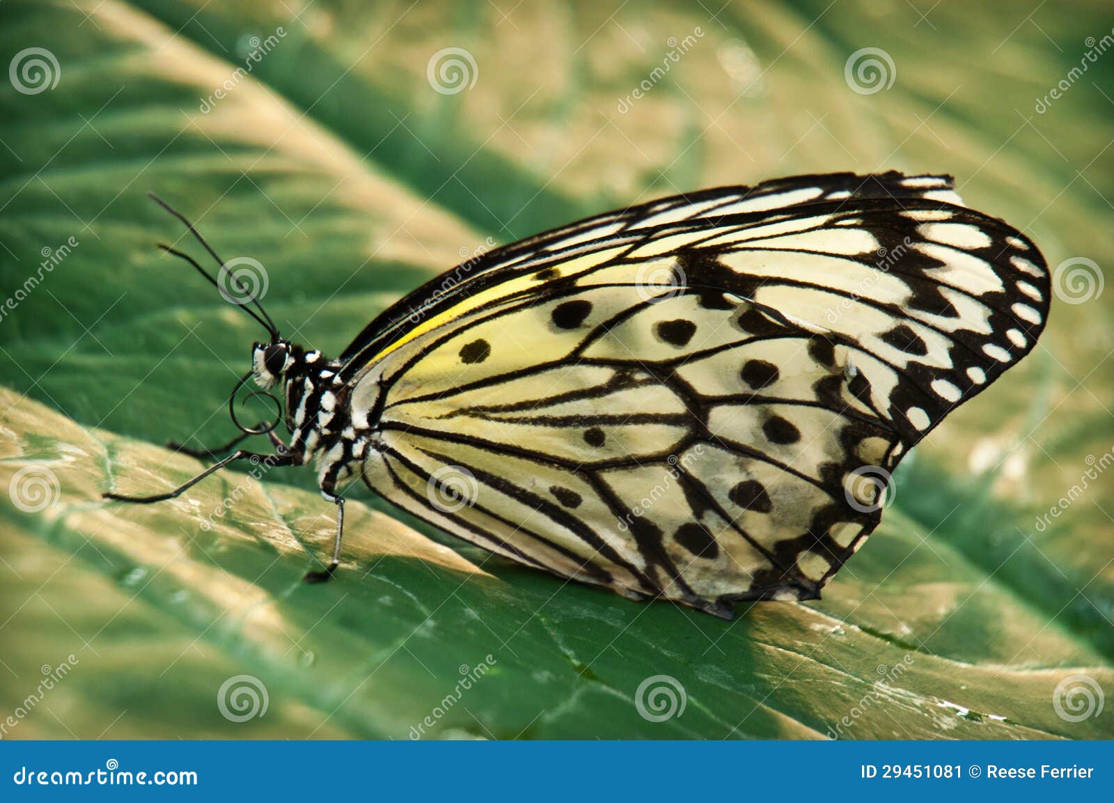 Monarchfalter stockbild. Bild von programmfehler, wildnis - 29451081