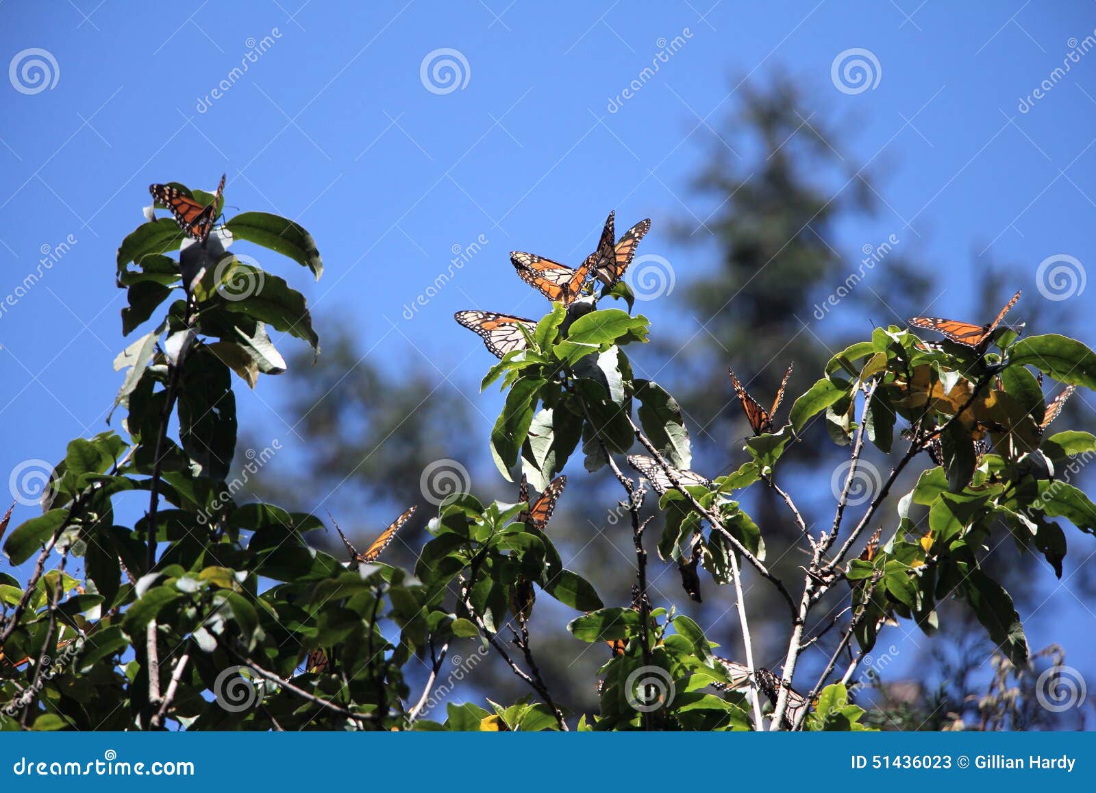 Monarchfalter stockbild. Bild von gruppe, migration, wald - 51436023