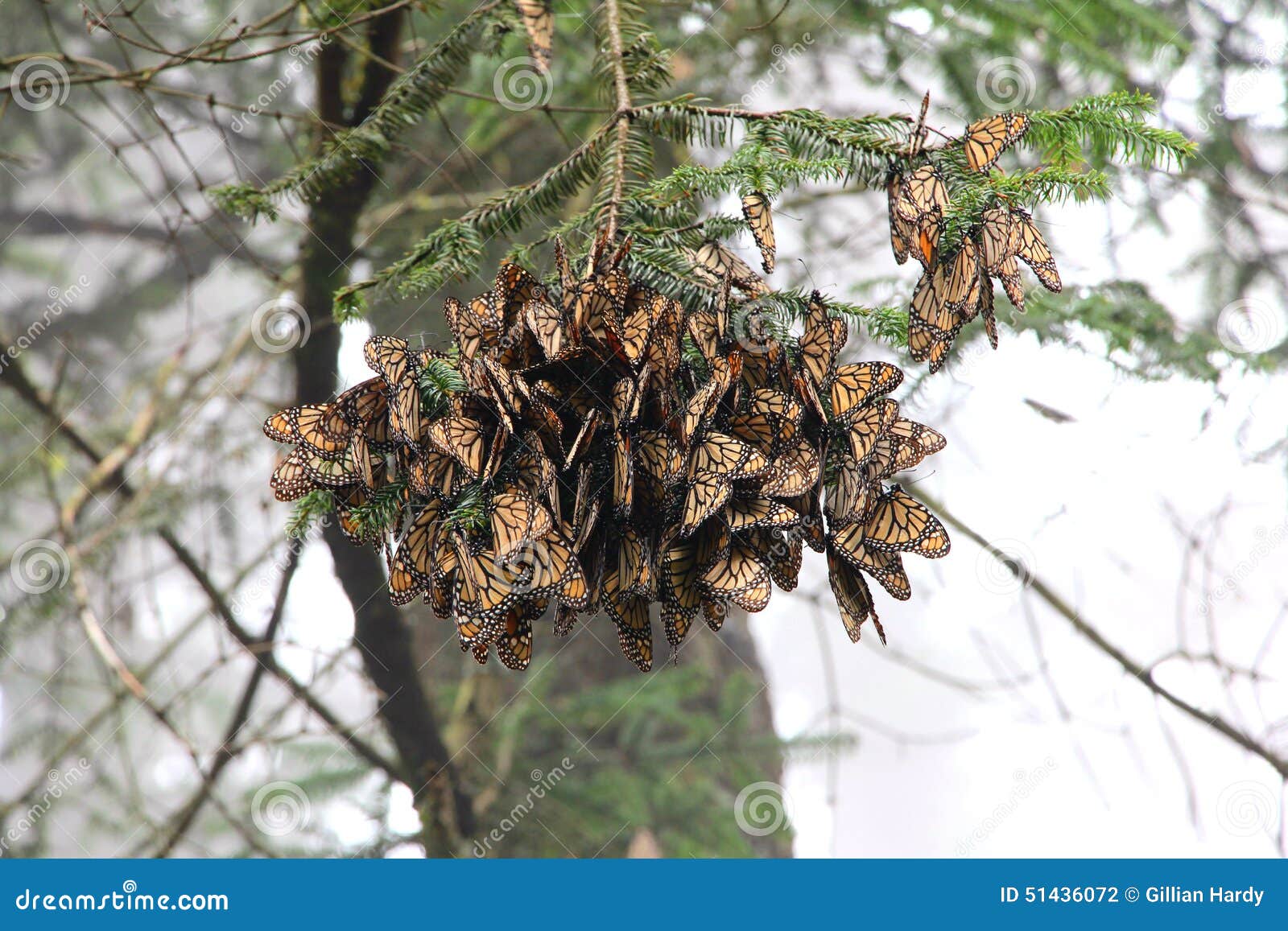 Monarchfalter stockfoto. Bild von insekte, wald, nebel - 51436072