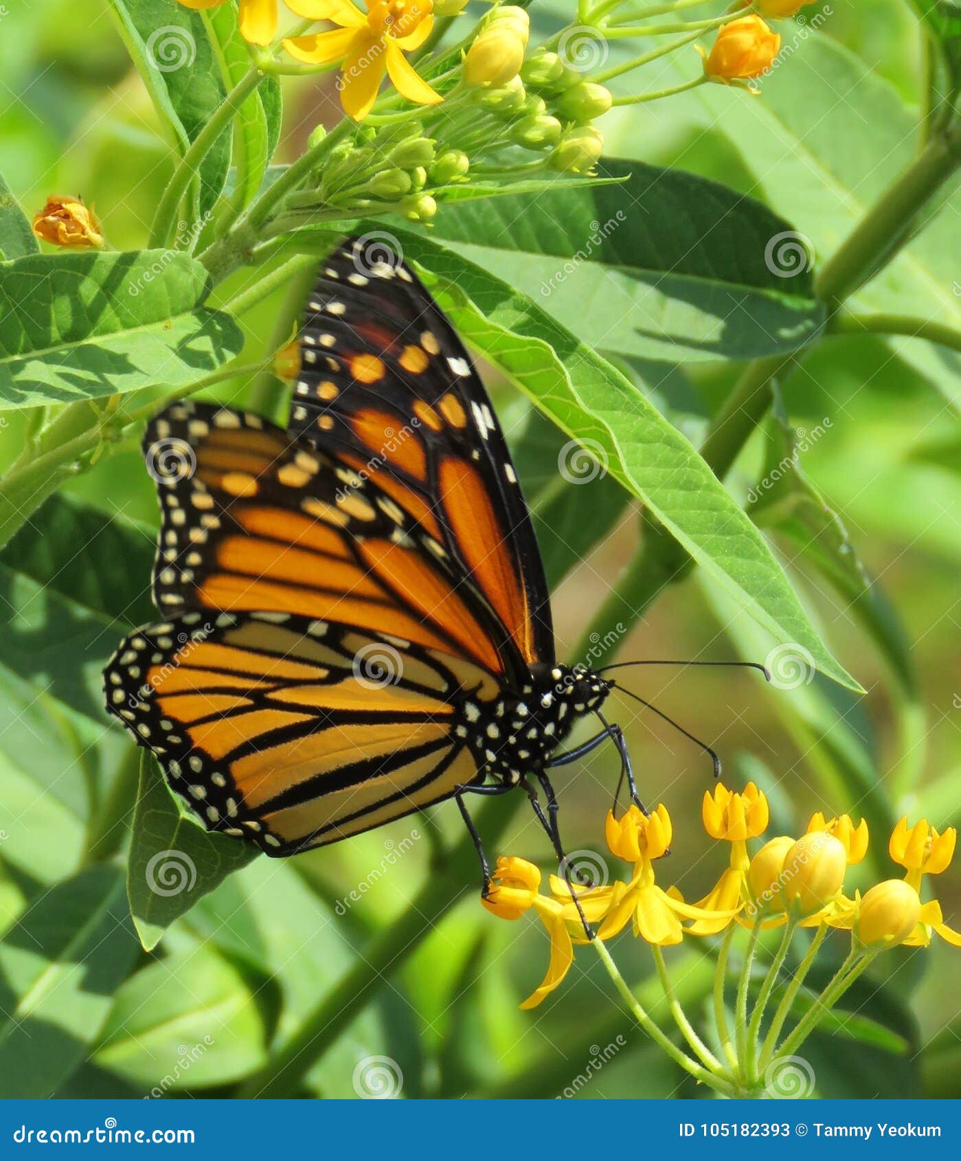 Monarchfalter im Fall stockbild. Bild von nave, monarchen - 105182393