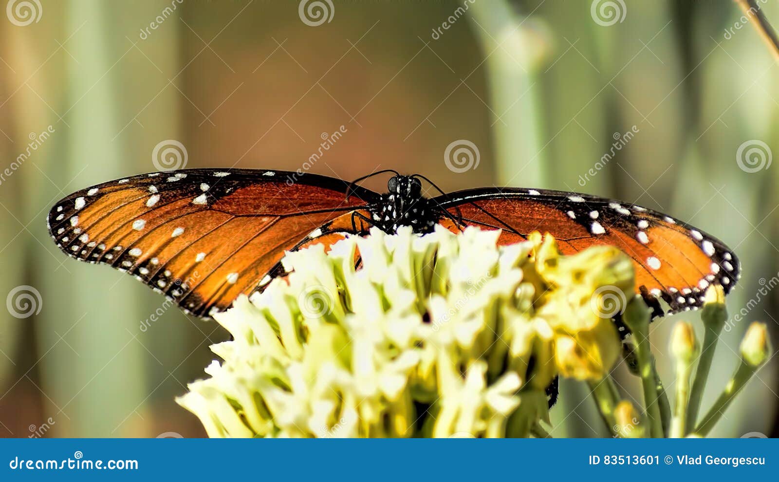 The Monarchist stock image. Image of insects, scene, light - 83513601