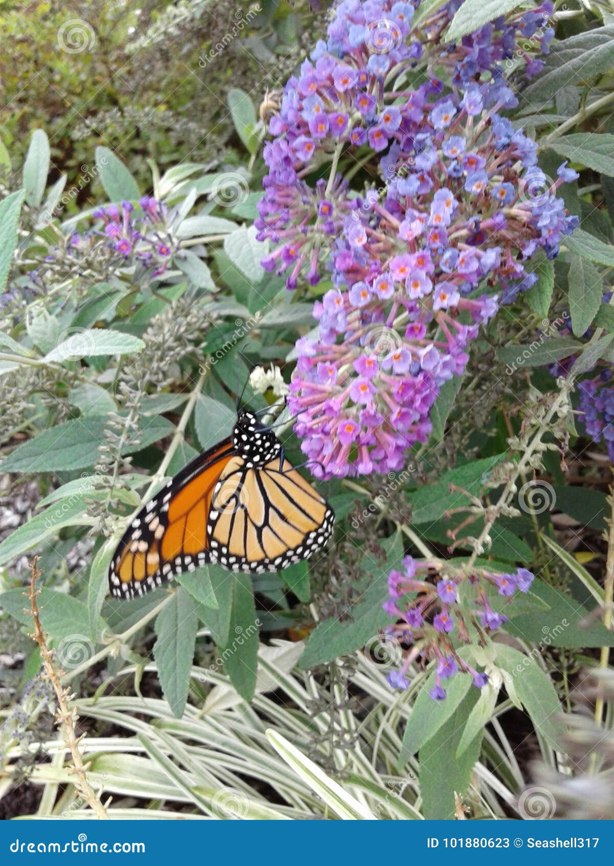 Monarchs stock image. Image of flora, monarchs, insect - 101880623