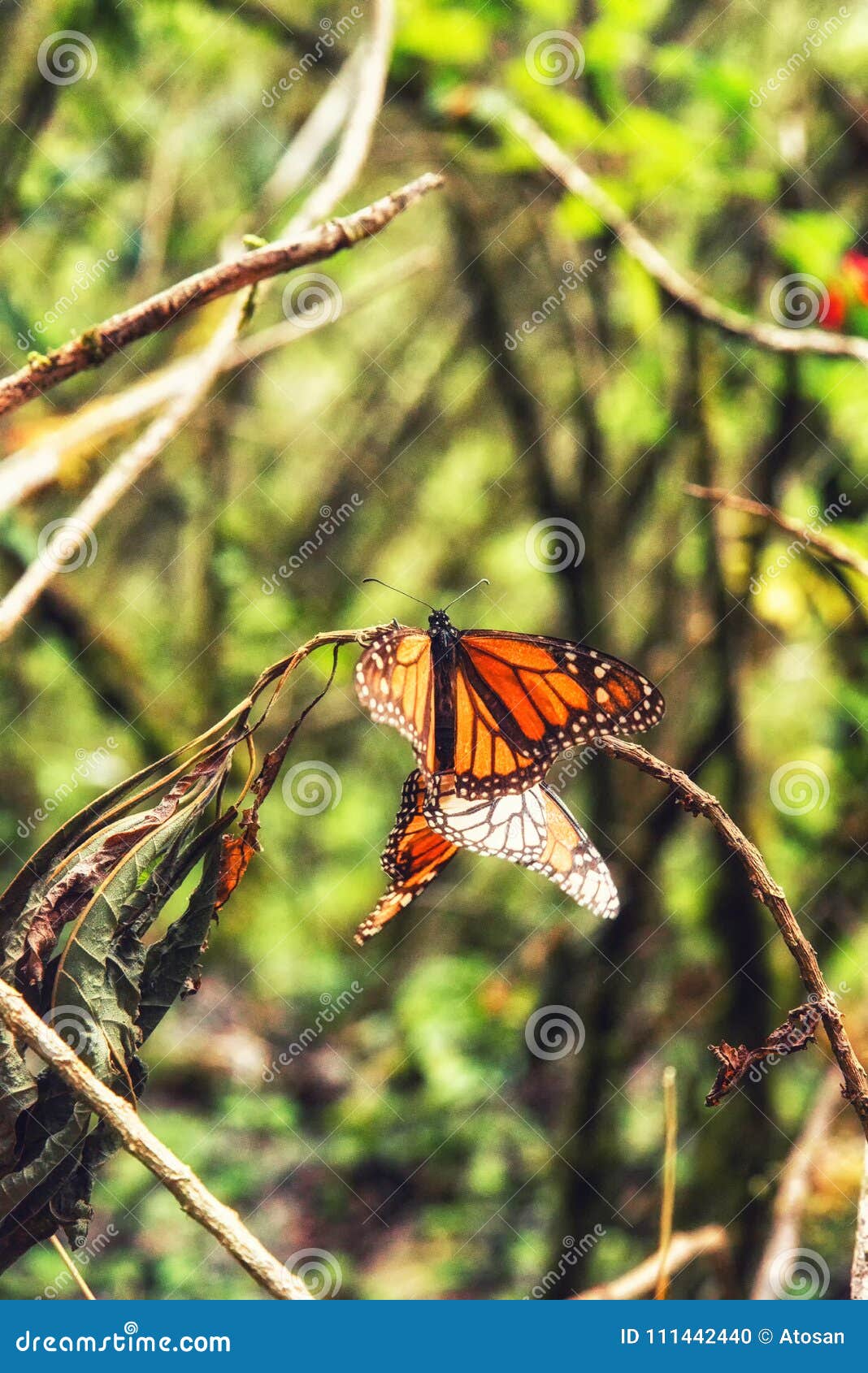 Monarchs Mating stock photo. Image of horizontal, monarch - 111442440