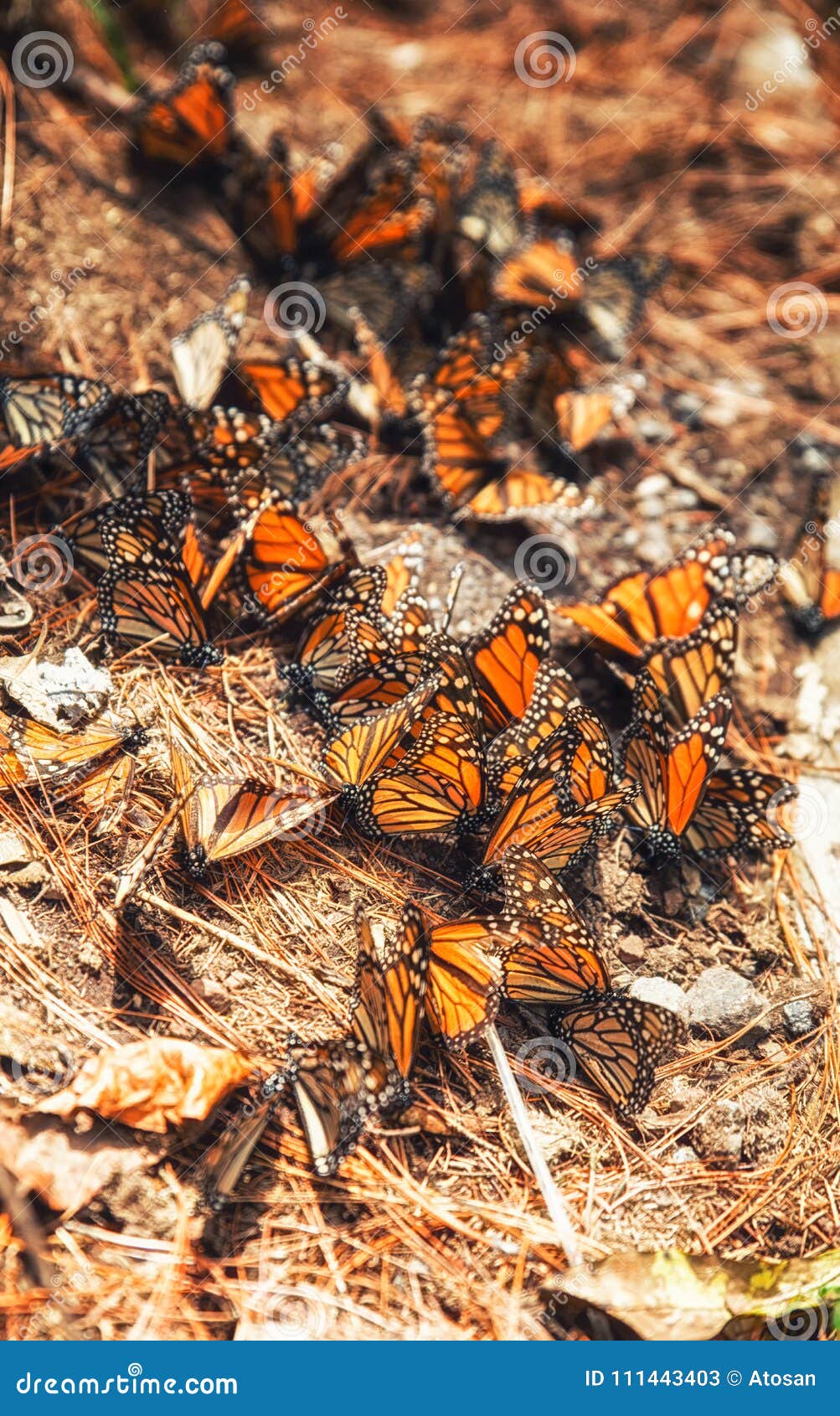 Monarchs Mating stock image. Image of nature, mating - 111443403