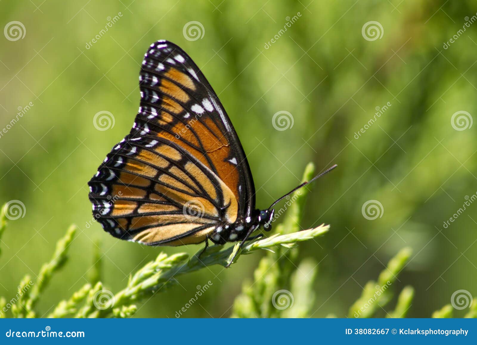 Monarchvlinder 4 - Danaus-plexippus Stock Afbeelding - Image of groen ...
