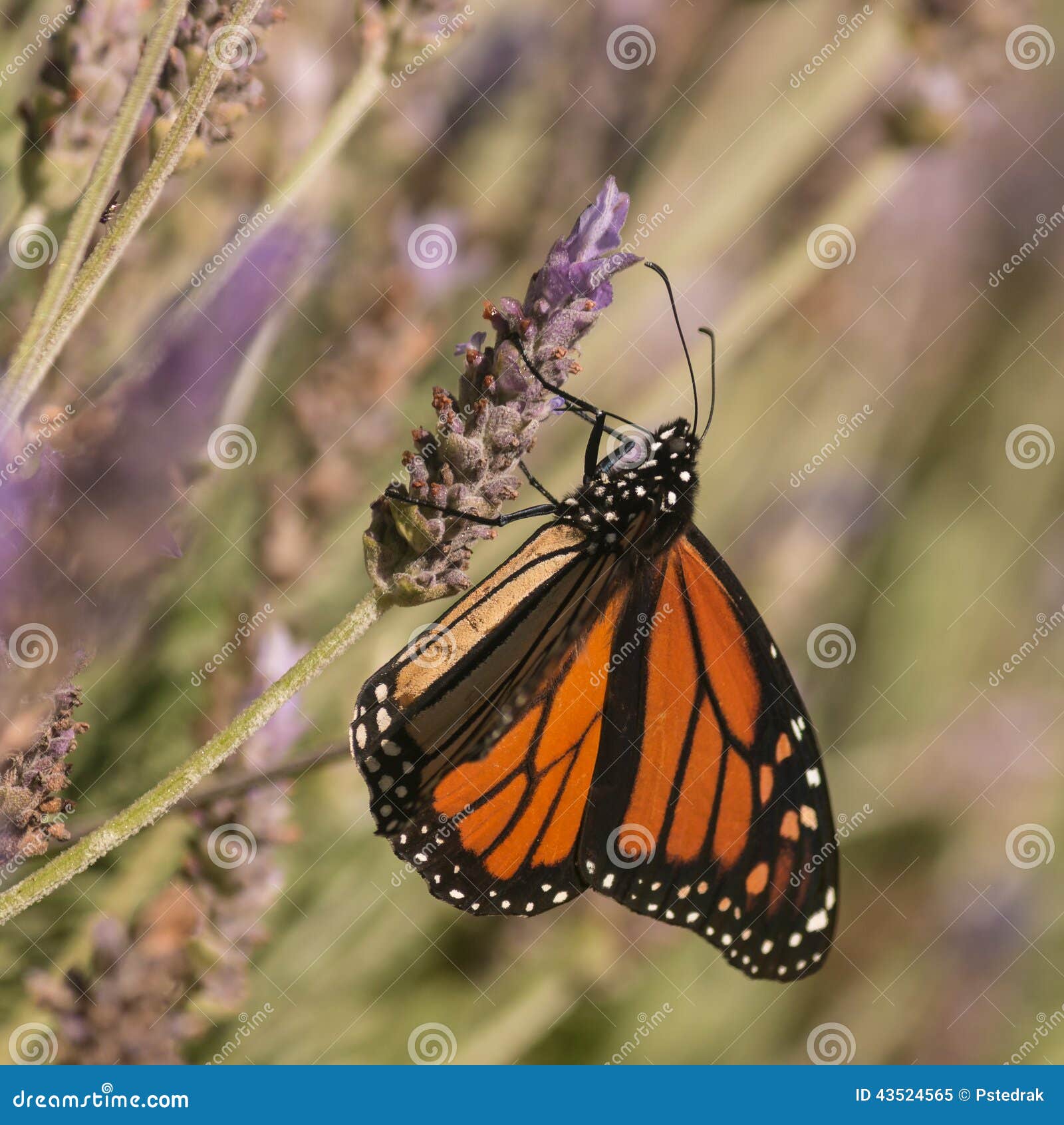 Monarchvlinder Het Voeden Op Lavendelnectar Stock Afbeelding - Image of ...
