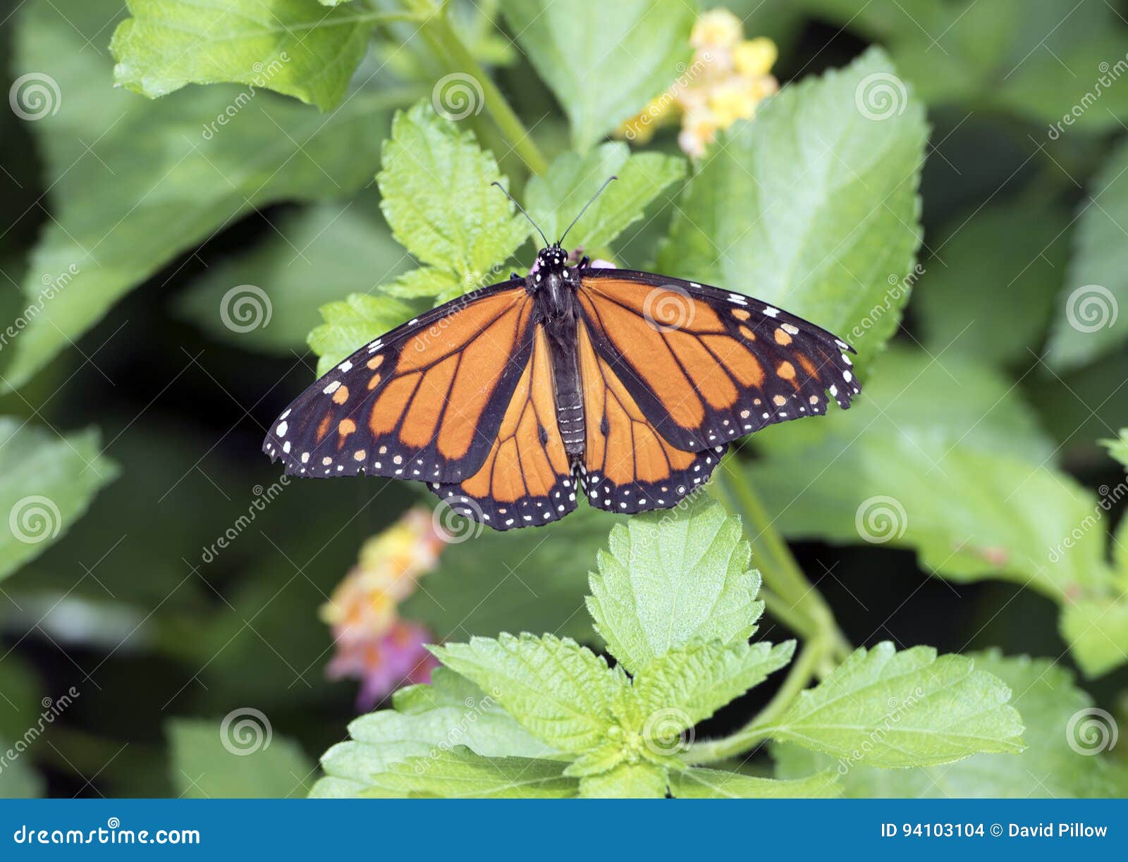 Monarchvlinder Op Een Groene Installatie Stock Foto - Image of fylum ...