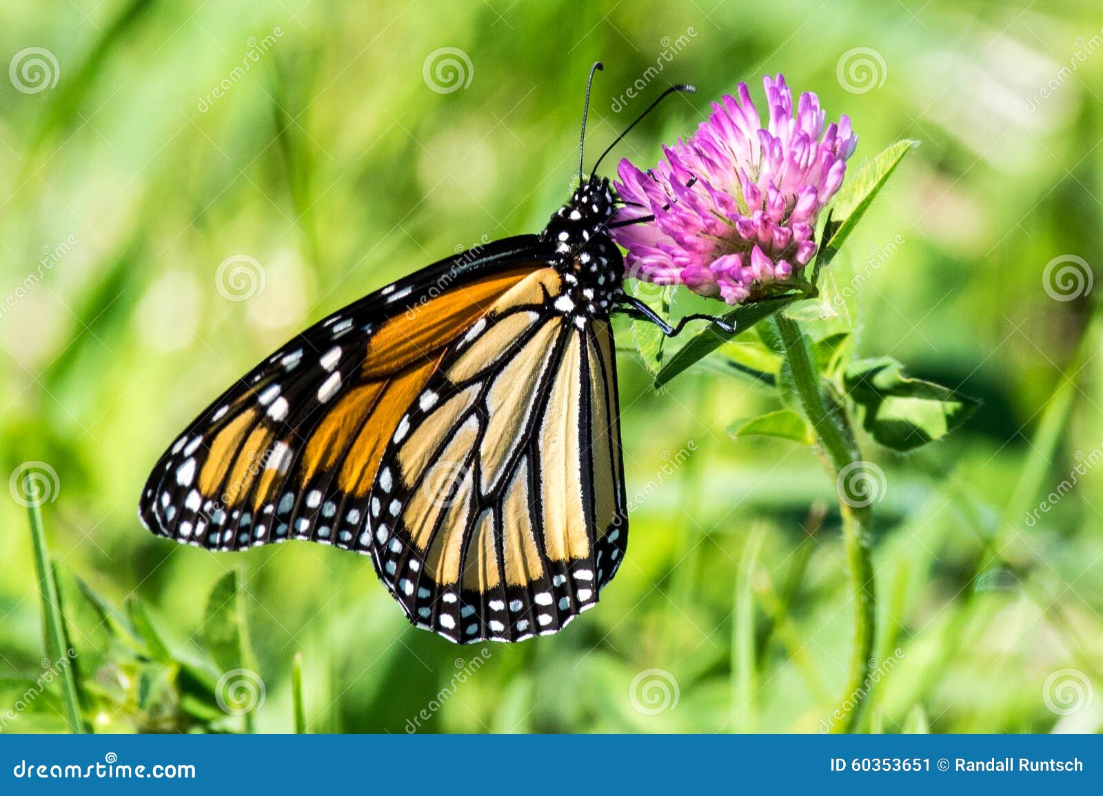 Monarchvlinder Op Een Klaverbloem Stock Afbeelding - Image of ...
