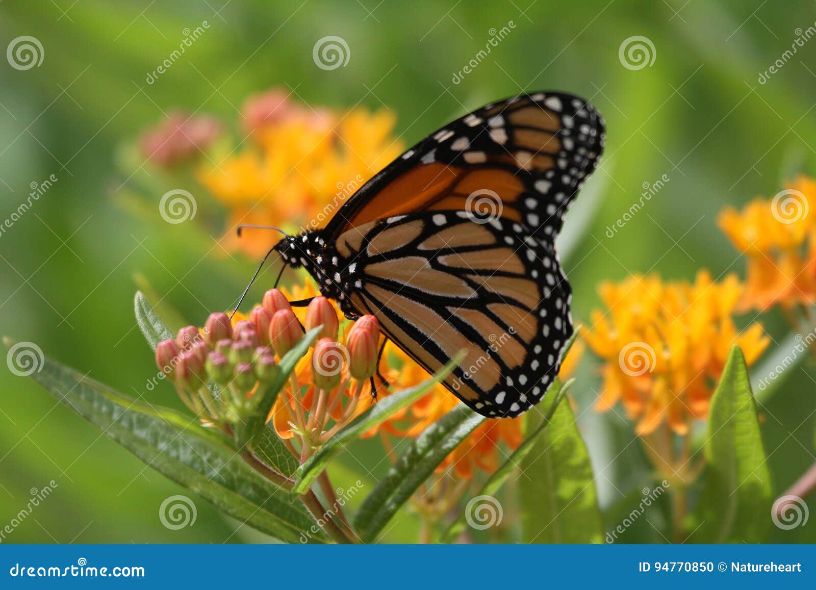Monarchvlinder - Vlinderonkruid Stock Foto - Image of monarch, bekend ...