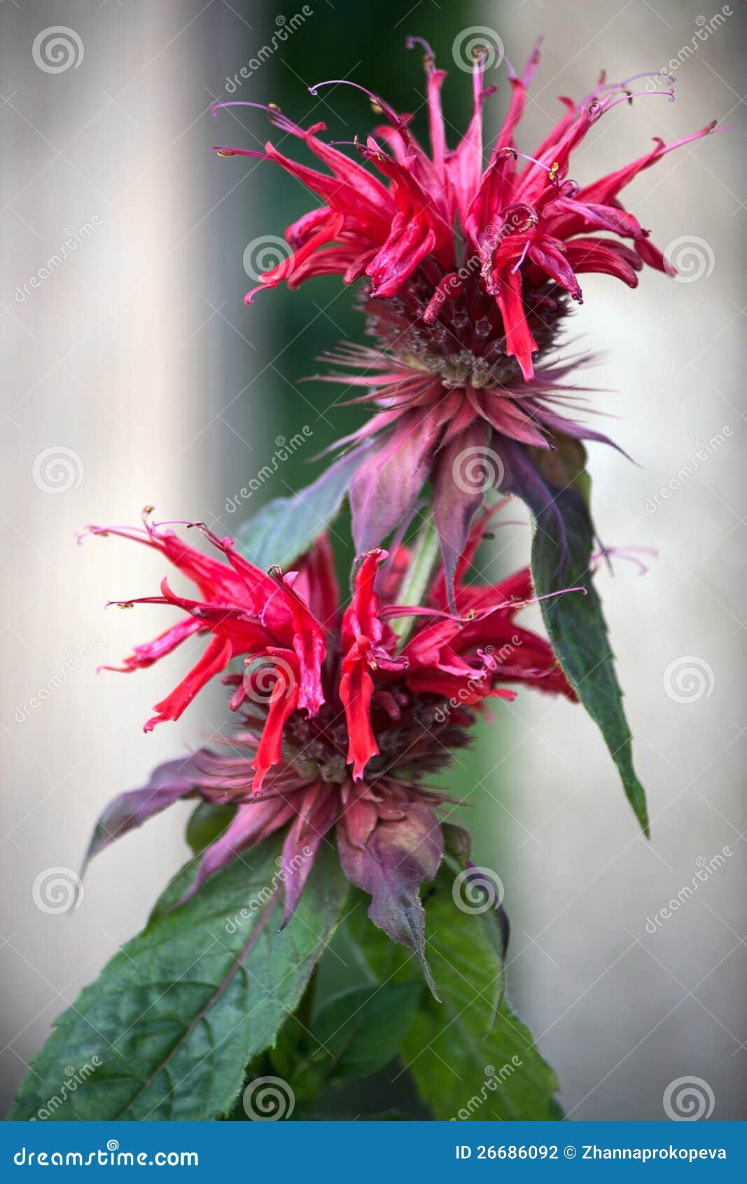 Monarda stock photo. Image of background, closeup, botanical - 26686092