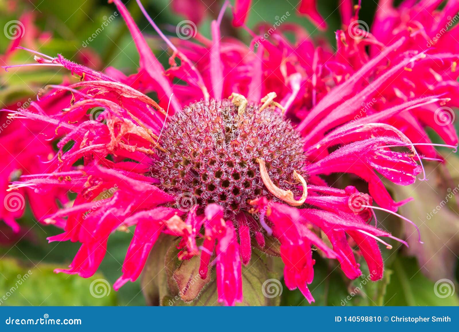 Monarda balmy rose stock photo. Image of macro, closeup - 140598810