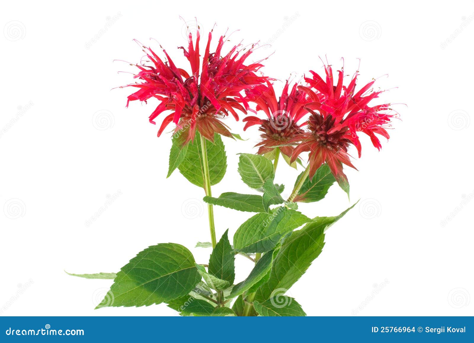 Monarda flower stock photo. Image of close, stem, culture - 25766964