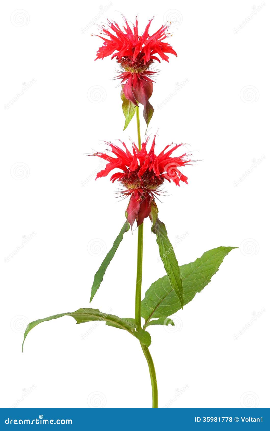 Monarda flower stock photo. Image of stem, garden, flower - 35981778