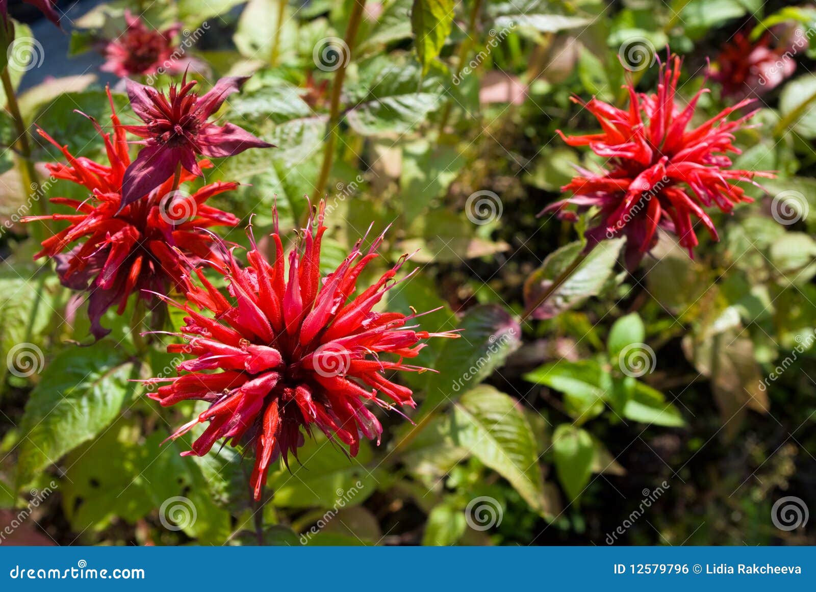 Monarda flowers stock photo. Image of garden, flower - 12579796