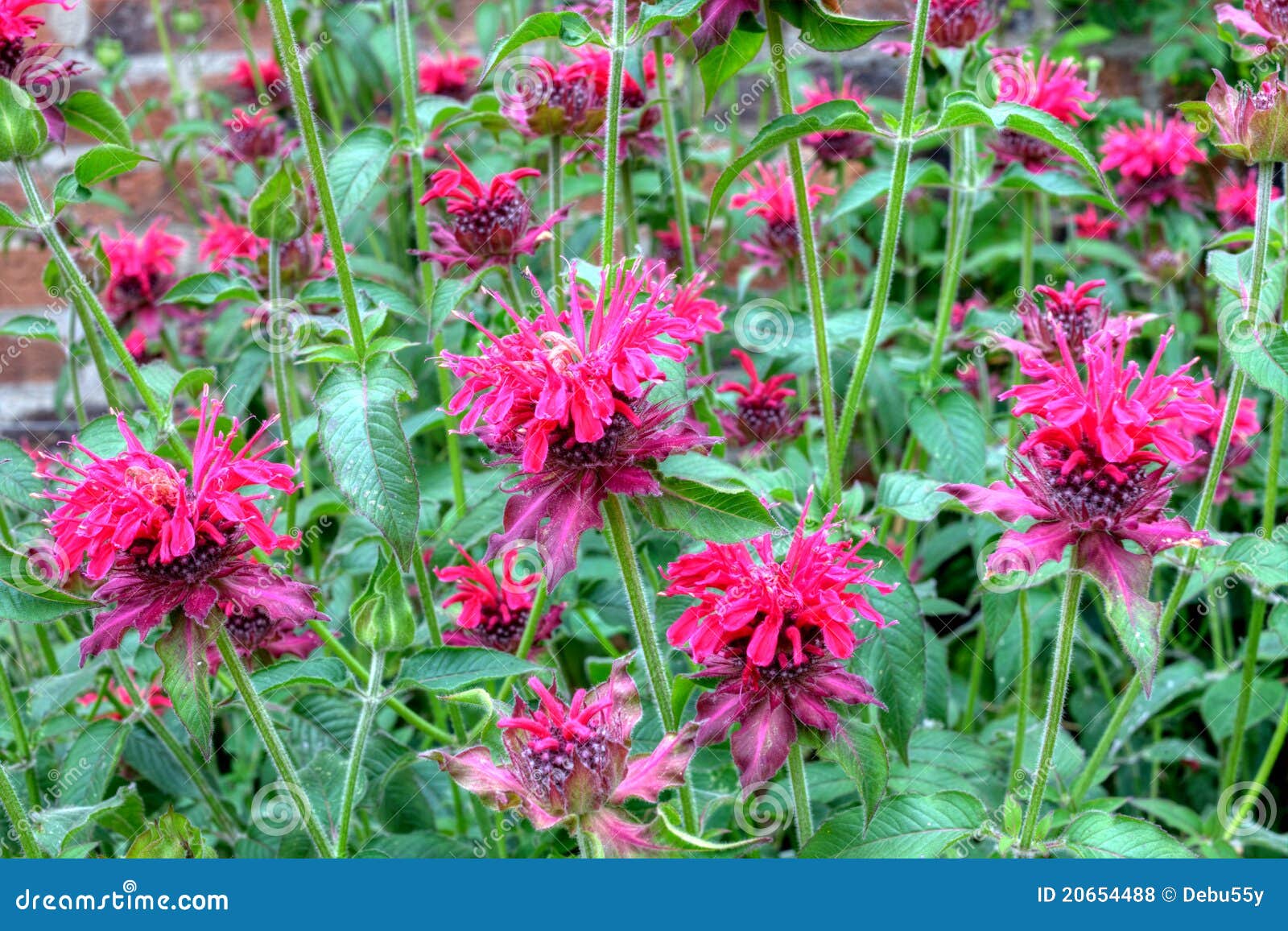 Monarda flowers stock photo. Image of garden, sunlight - 20654488