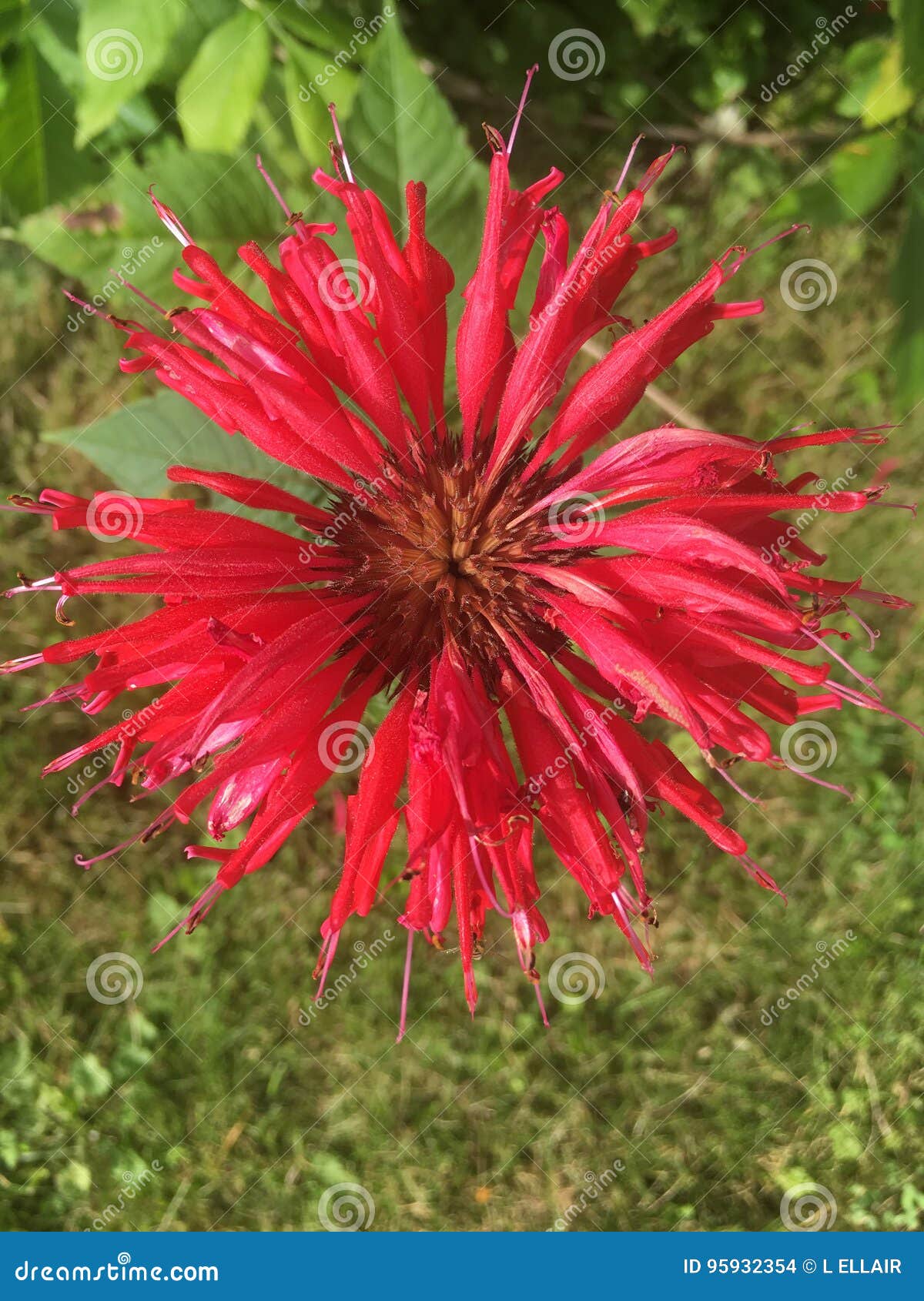 Monarda stock photo. Image of balm, monarda, single, pink - 95932354