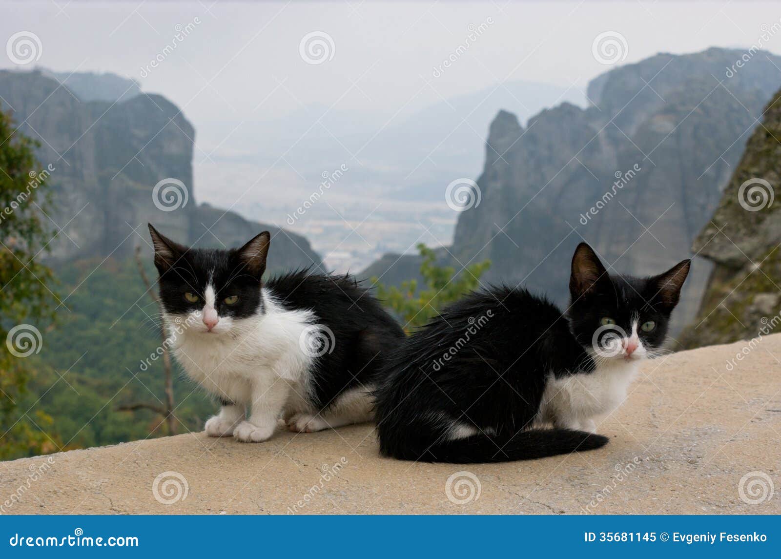 Monastery cats stock image. Image of railling, puss, rock - 35681145