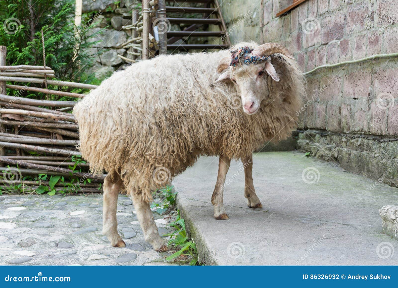 Monastery sheep posing stock photo. Image of monastery - 86326932