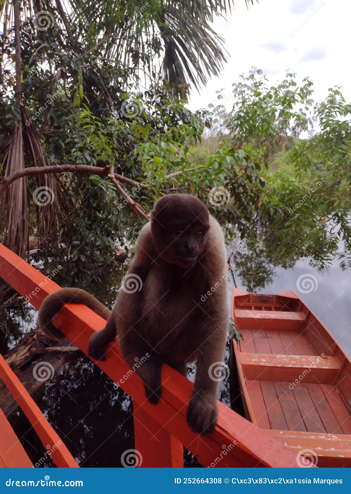 Monckeys in the Amazon Jungle Stock Photo - Image of jungle ...