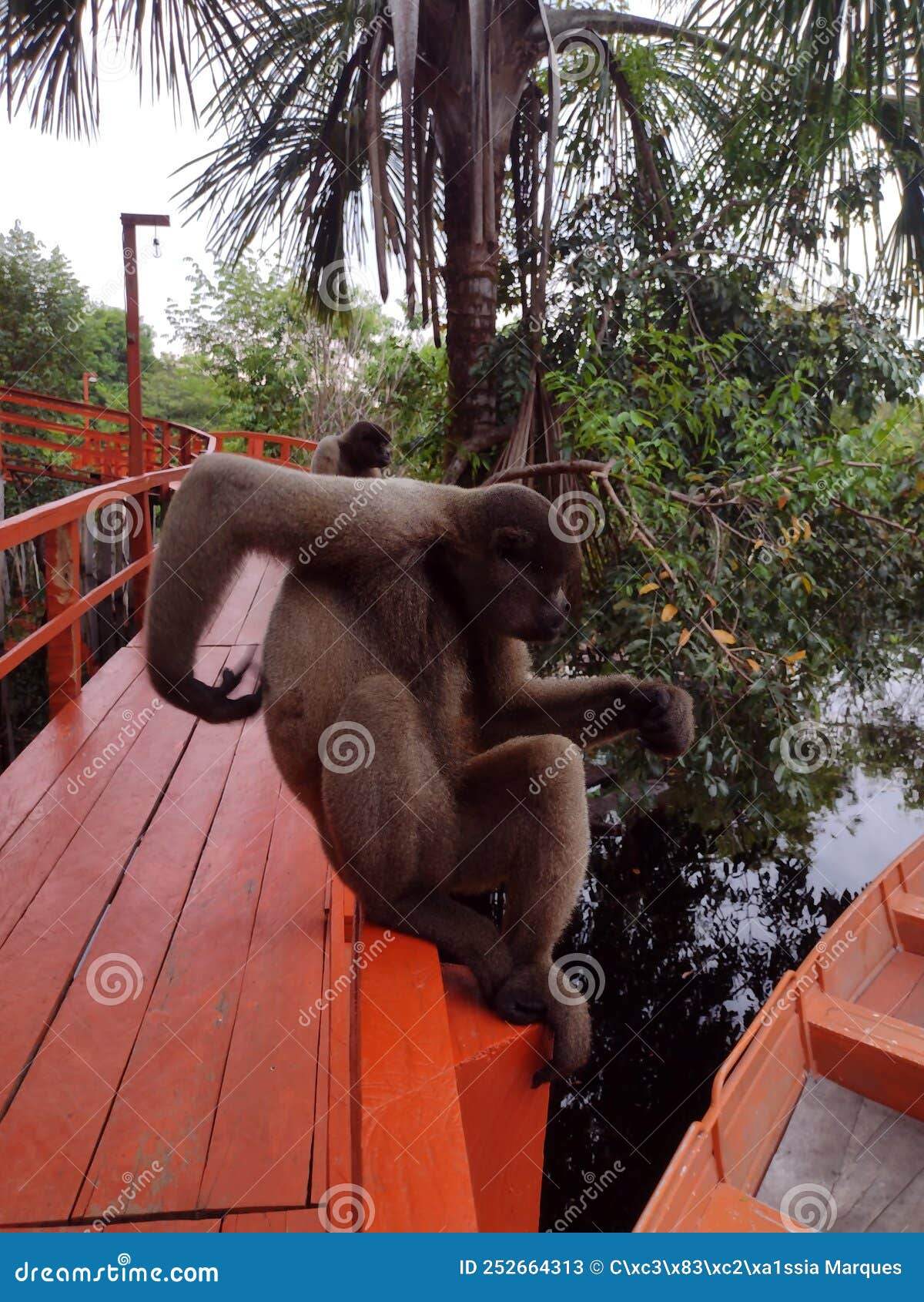 Monckeys in the Amazon Jungle Stock Image - Image of wildlife, rest ...