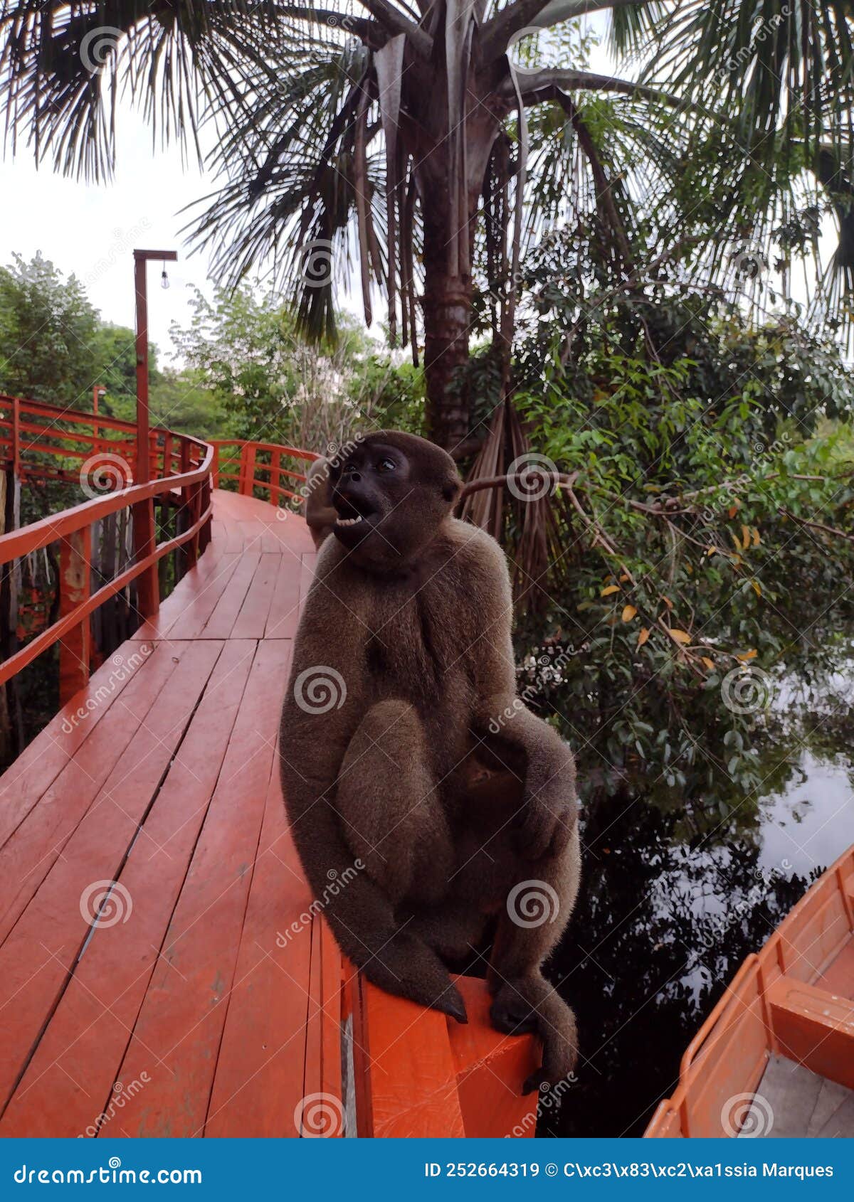Monckeys in the Amazon Jungle Stock Image - Image of nature, monckeys ...