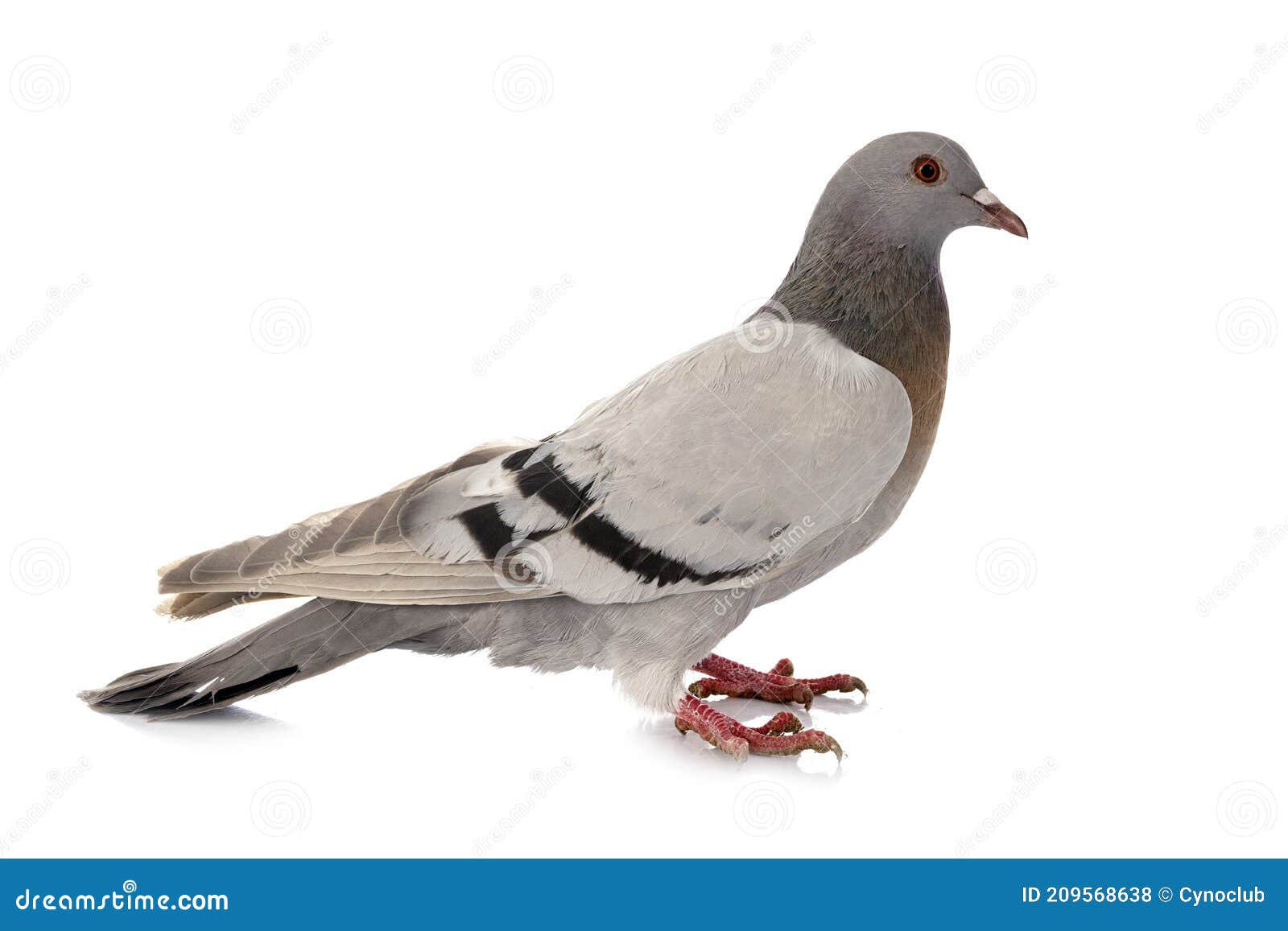 Mondain de Touraine stock photo. Image of french, isolated - 209568638