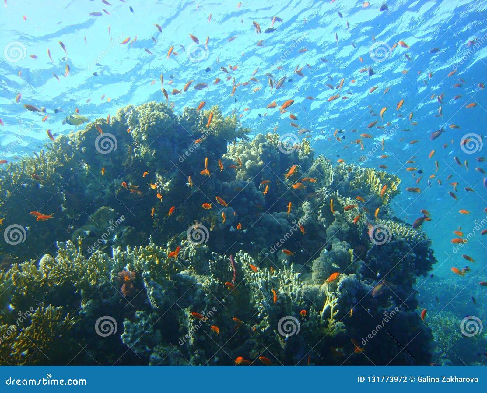 Monde Sous-marin De La Mer Rouge, Egypte Photo stock - Image du placer ...