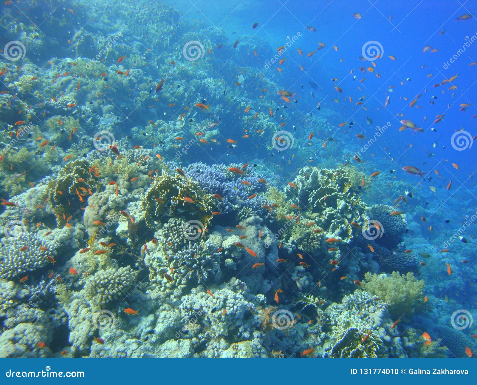 Monde Sous-marin De La Mer Rouge, Egypte Photo stock - Image du ...