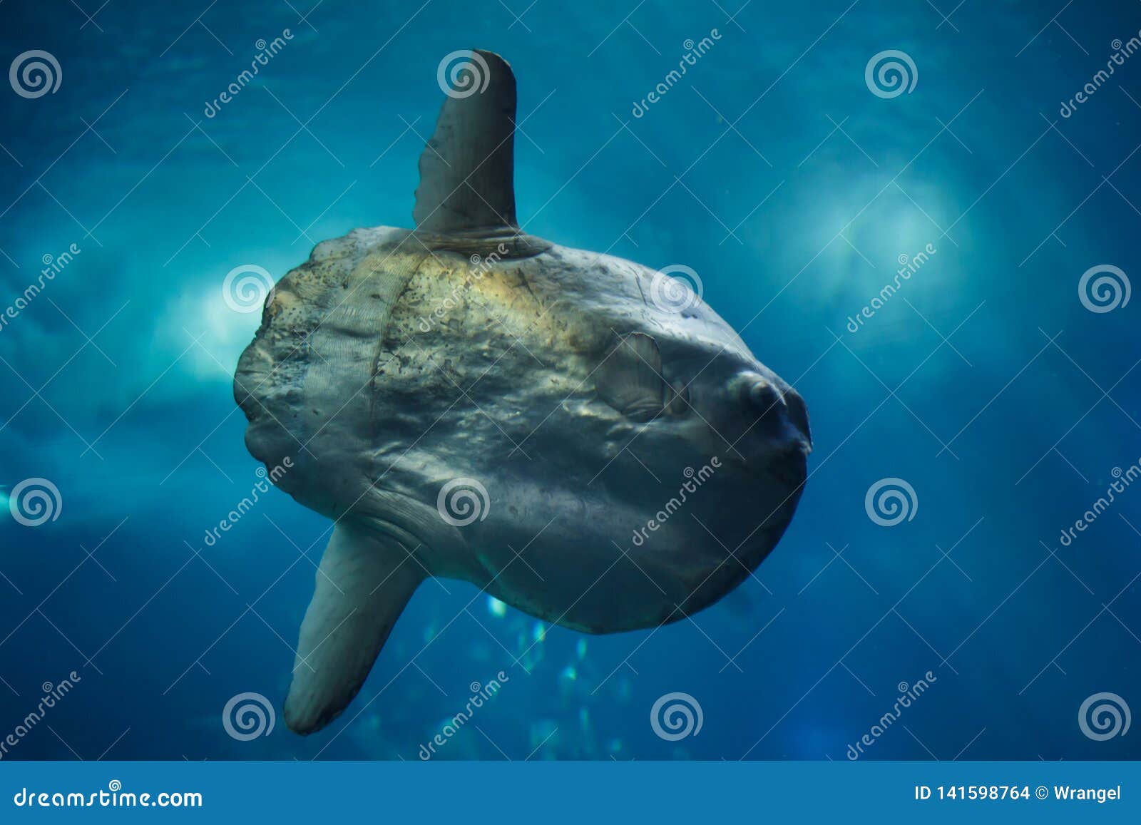 Mondfisch-Mola-Mola stockfoto. Bild von knöchern, fische - 141598764