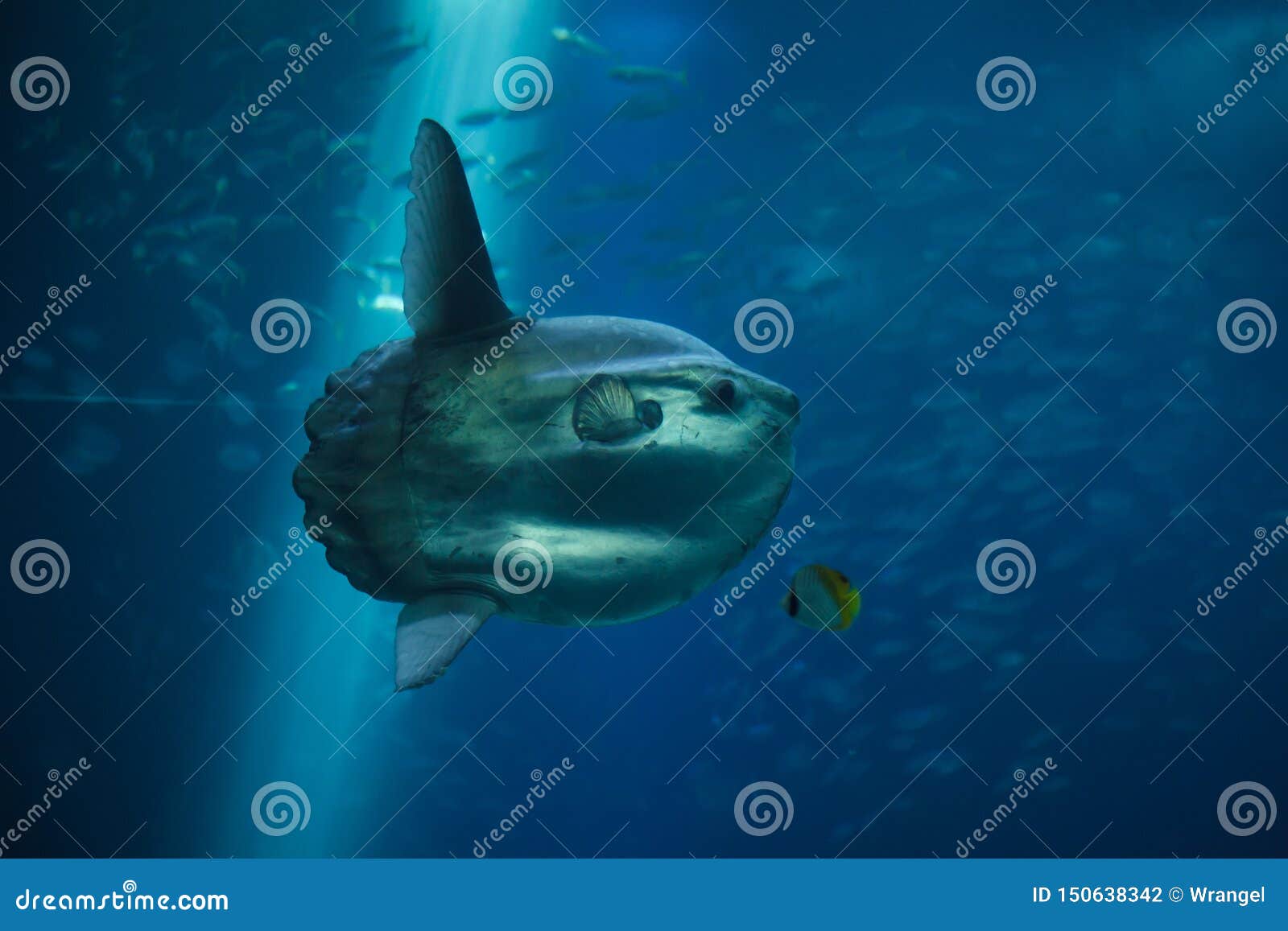 Mondfisch-Mola-Mola stockfoto. Bild von tier, wildnis - 150638342