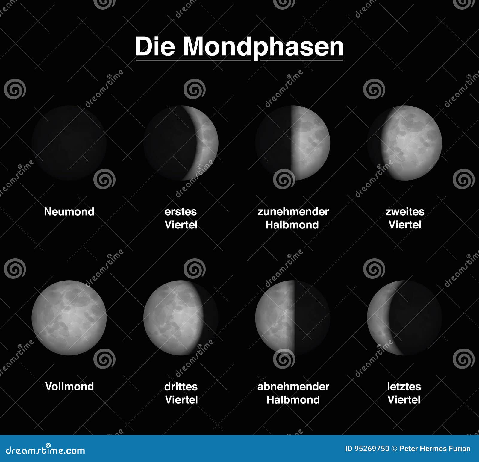 Mondphasen-deutsches Text-Diagramm Vektor Abbildung - Illustration von ...
