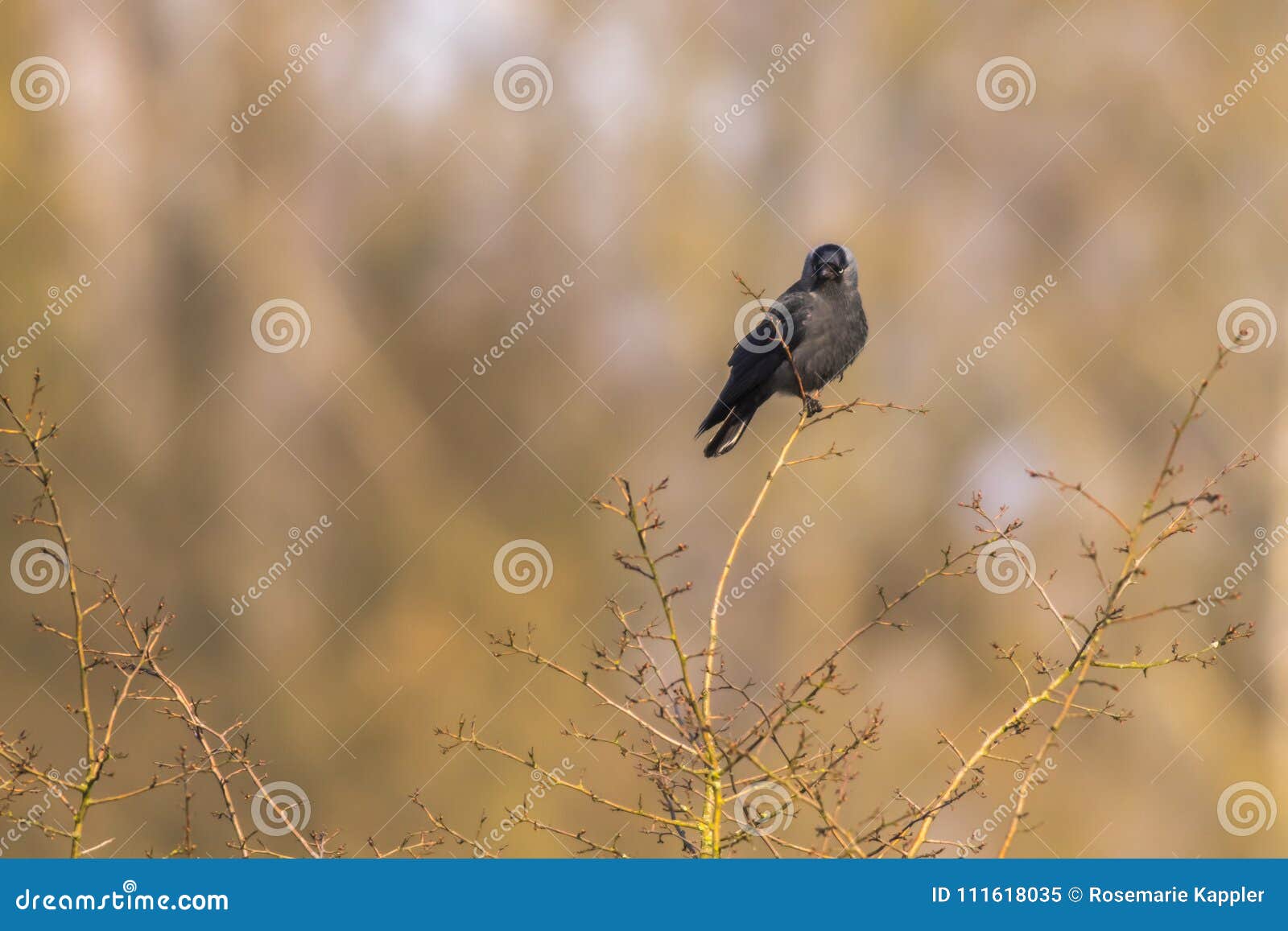 Monedula Del Corvus Del Grajo Imagen de archivo - Imagen de paisaje ...