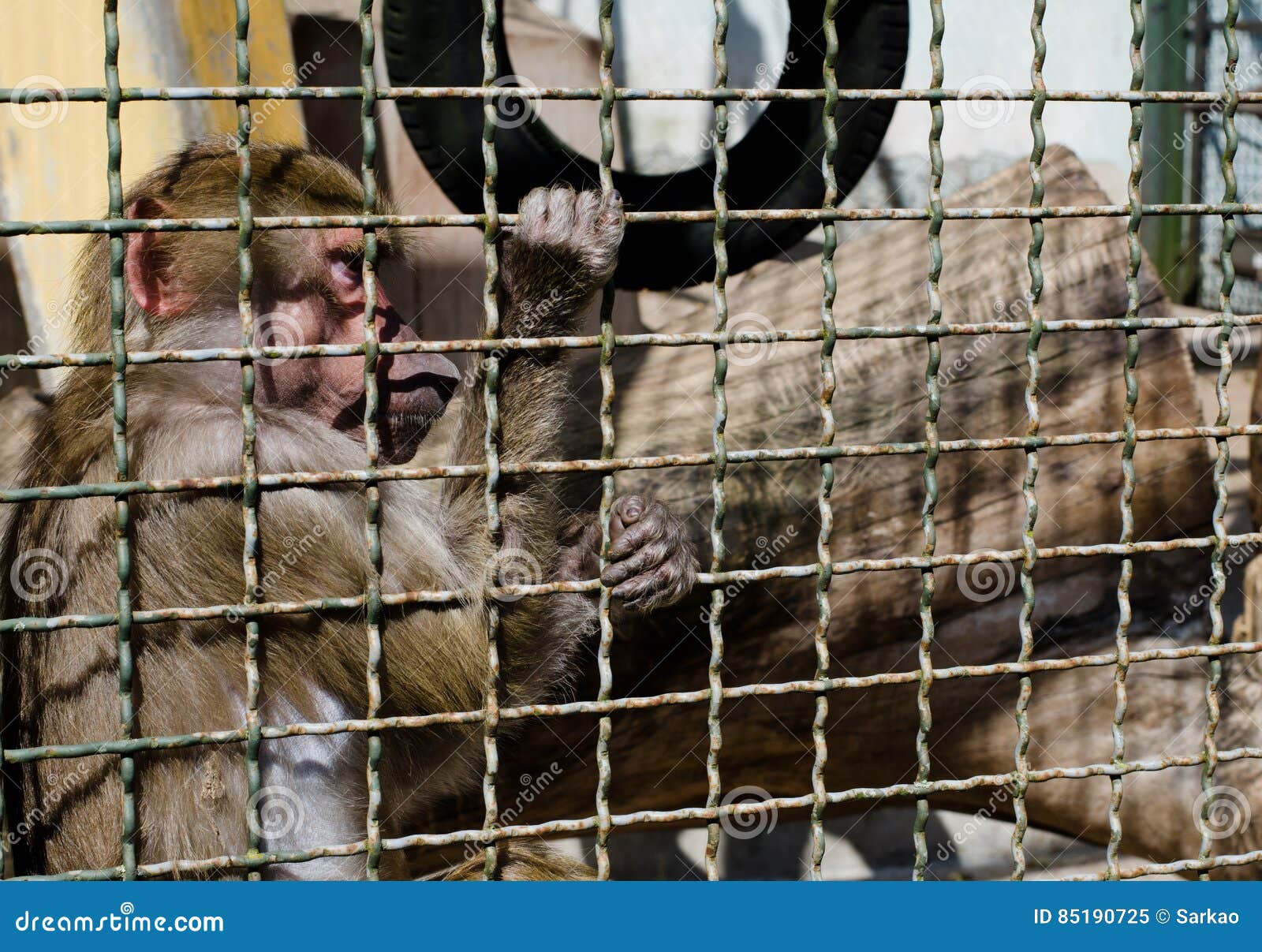 Moneky in cage stock image. Image of wire, animal, testing - 85190725