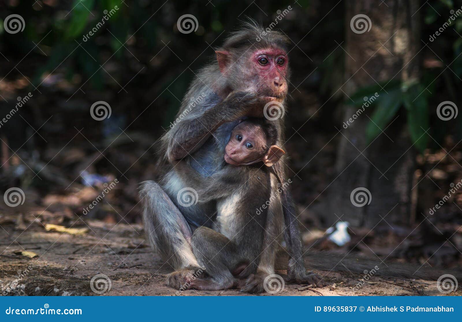 Moneky Mother and Child stock image. Image of baby, calm - 89635837